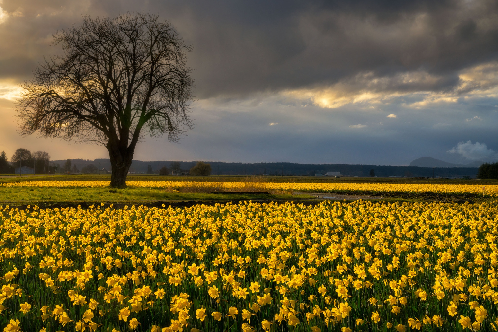 Download Yellow Flower Tree Summer Flower Nature Daffodil HD Wallpaper