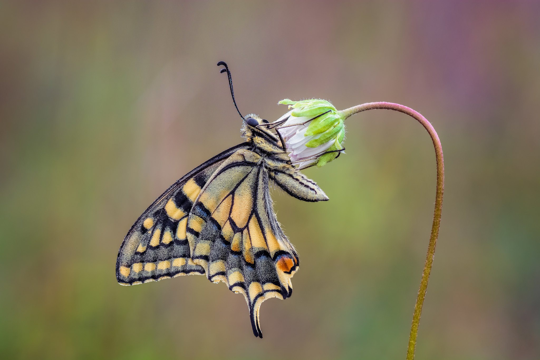 Download Macro Insect Animal Butterfly HD Wallpaper