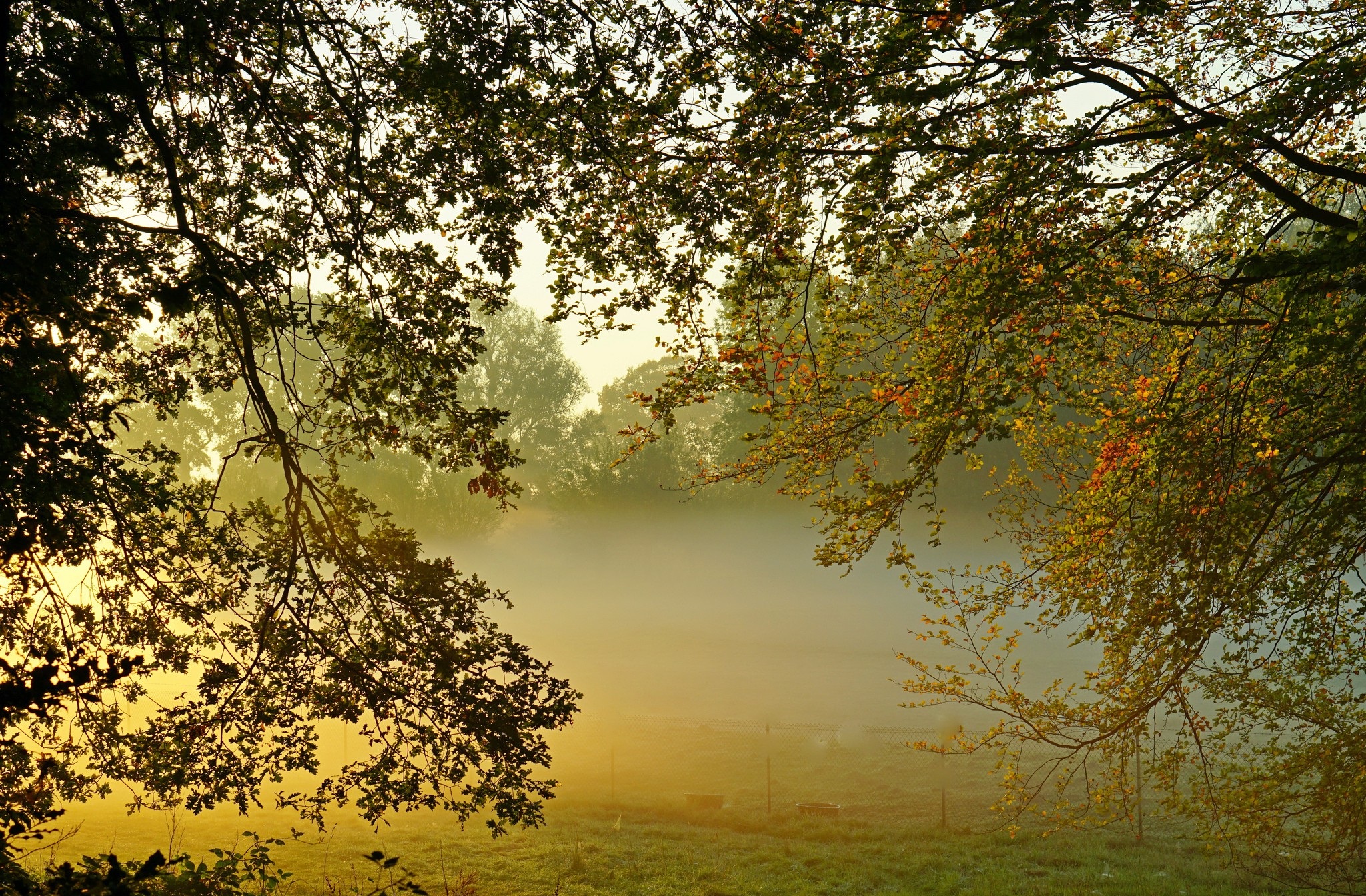 Enchanted Morning Fog: HD Nature Serenity Wallpaper