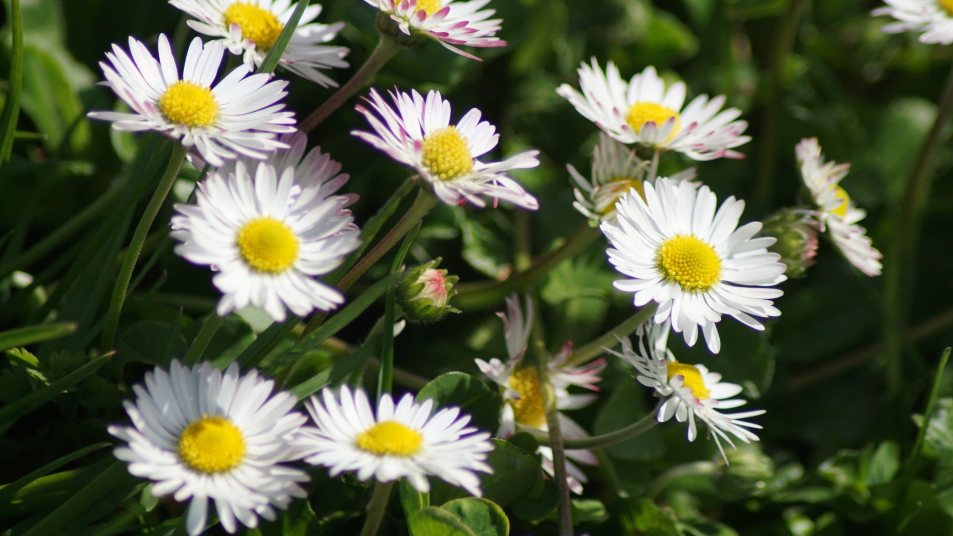 Download Flower Nature Daisy 4k Ultra HD Wallpaper | 5120x2880 ...