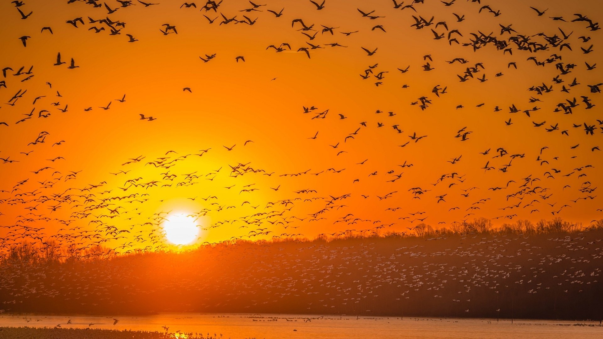 Download Flock Of Birds Sunset Sun Sky Animal Bird HD Wallpaper