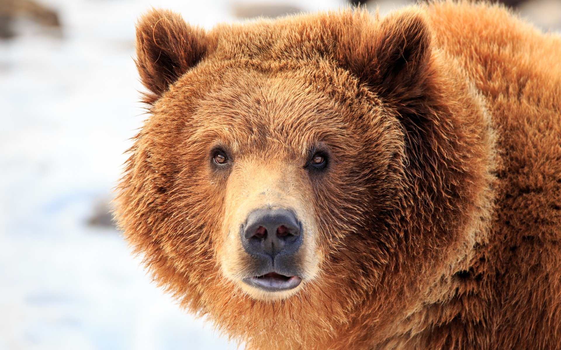 Download Stare Animal Bear HD Wallpaper