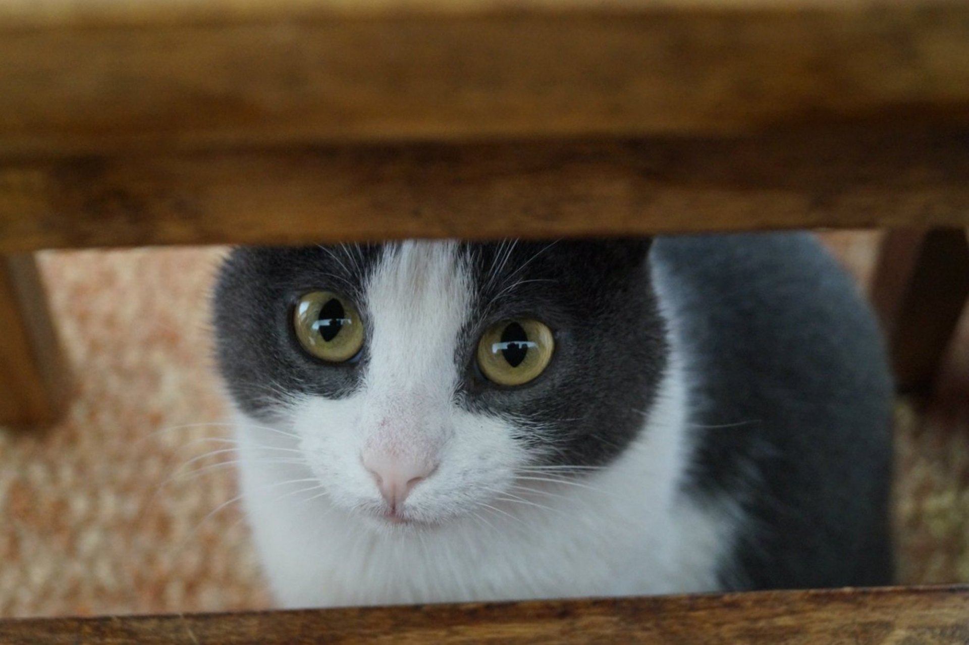 HD Cat Stare – Mesmerizing Animal Wallpaper | 1933x1287 | Wallpaper Abyss