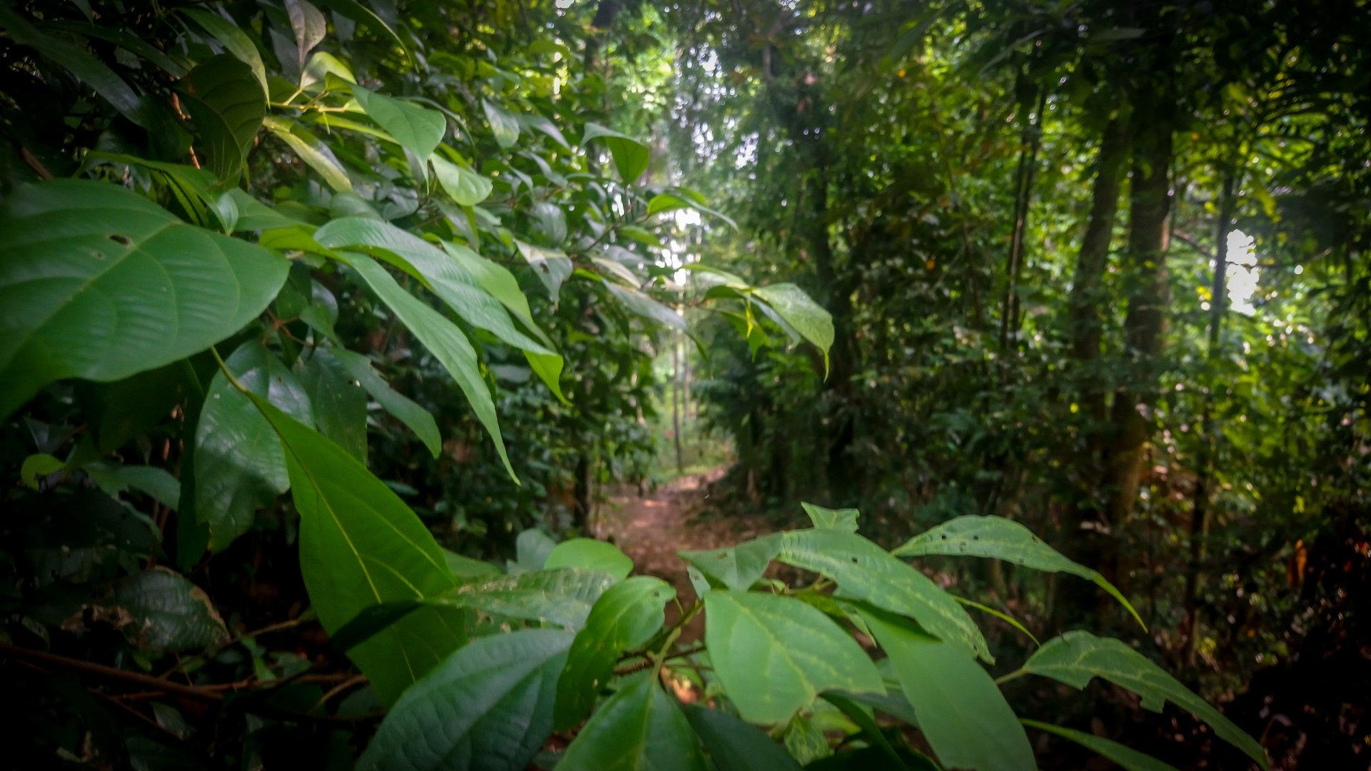 Download Greenery Forest Nature Path 4k Ultra HD Wallpaper | 5120x2880 ...
