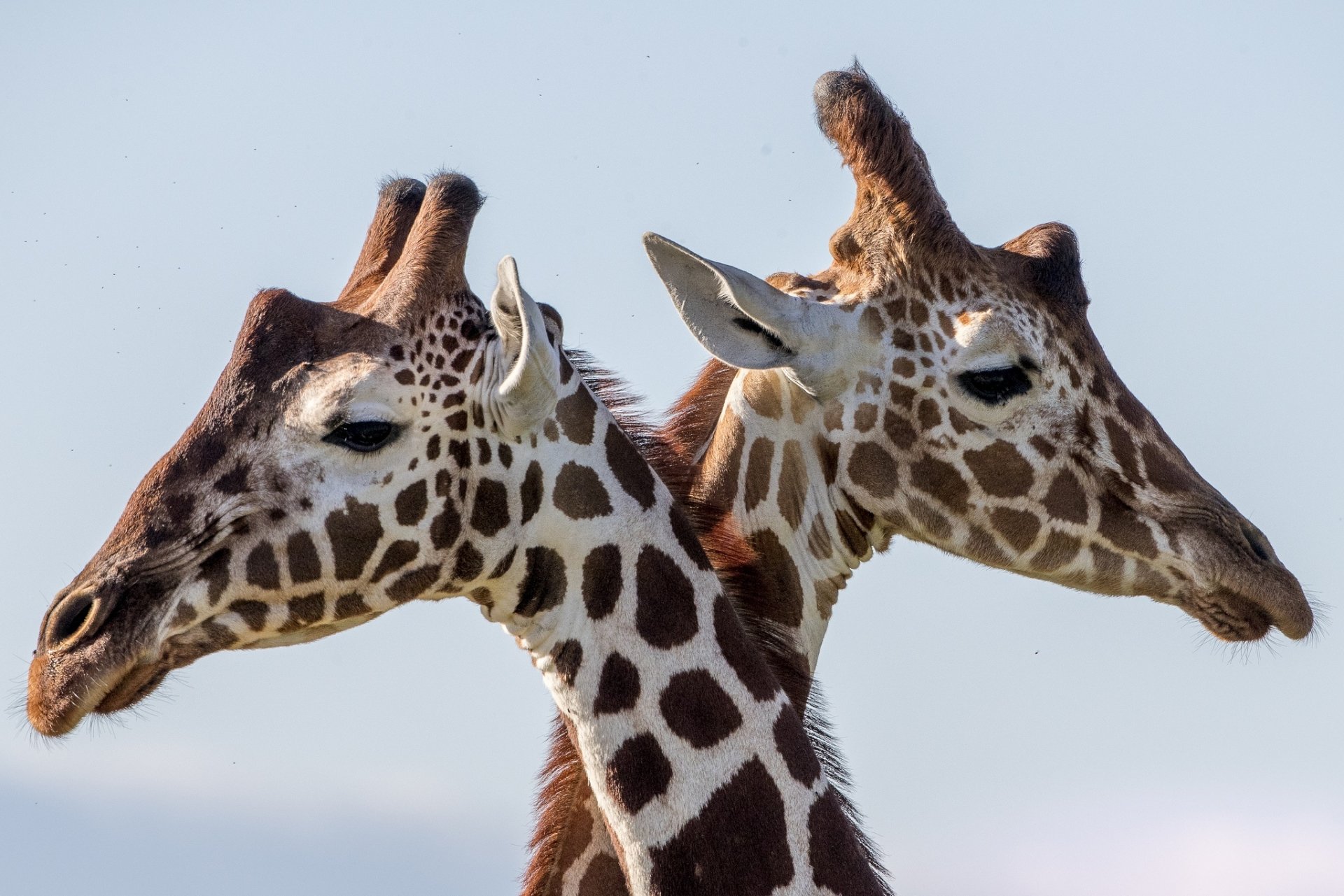 Download Animal Giraffe HD Wallpaper