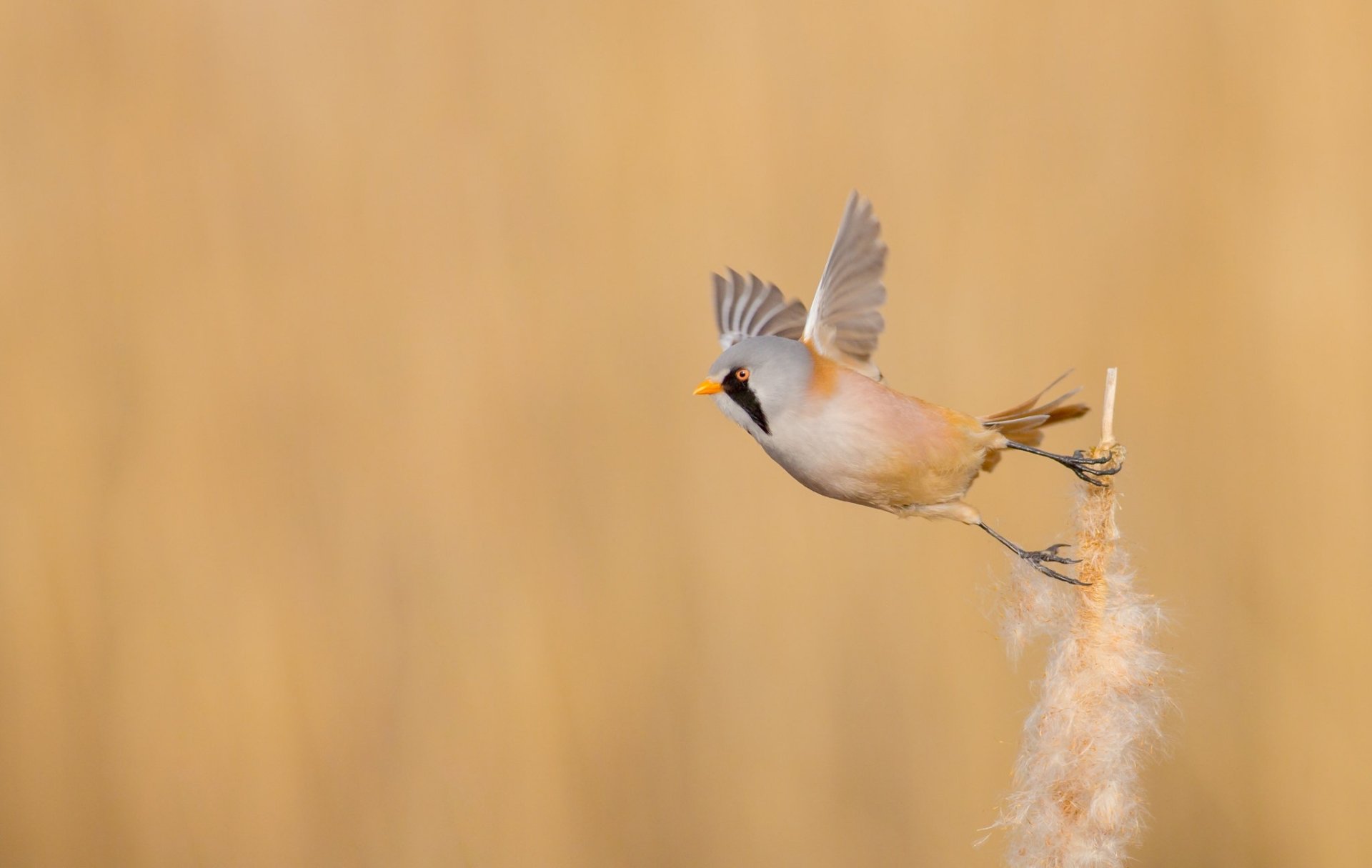 Download Bird Animal Bearded Reedling HD Wallpaper