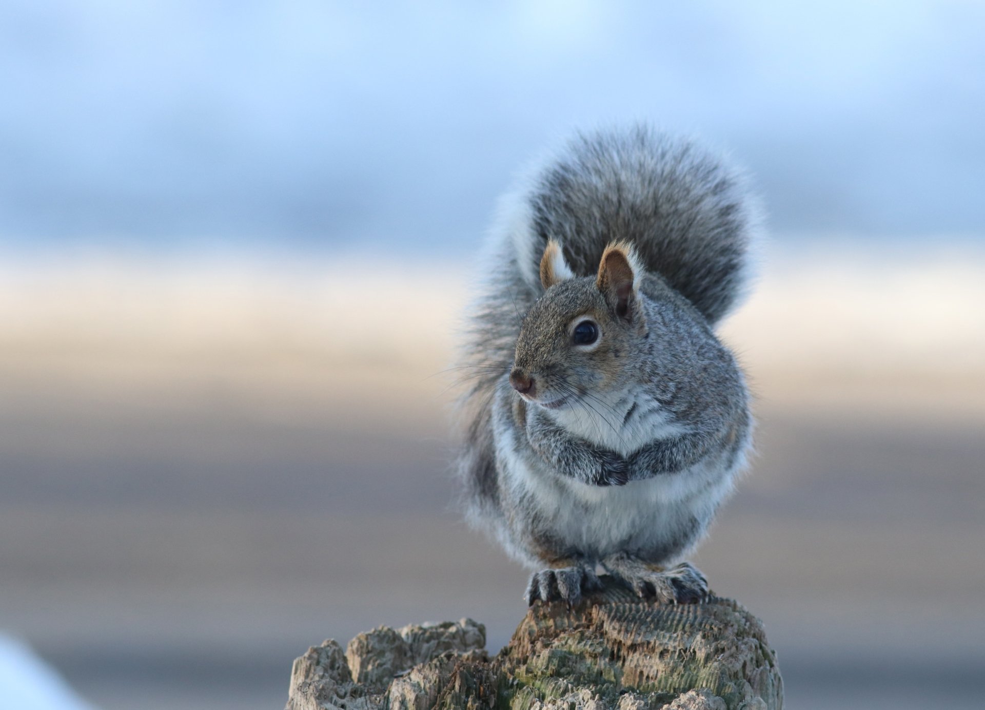 Download Rodent Animal Squirrel 4k Ultra HD Wallpaper