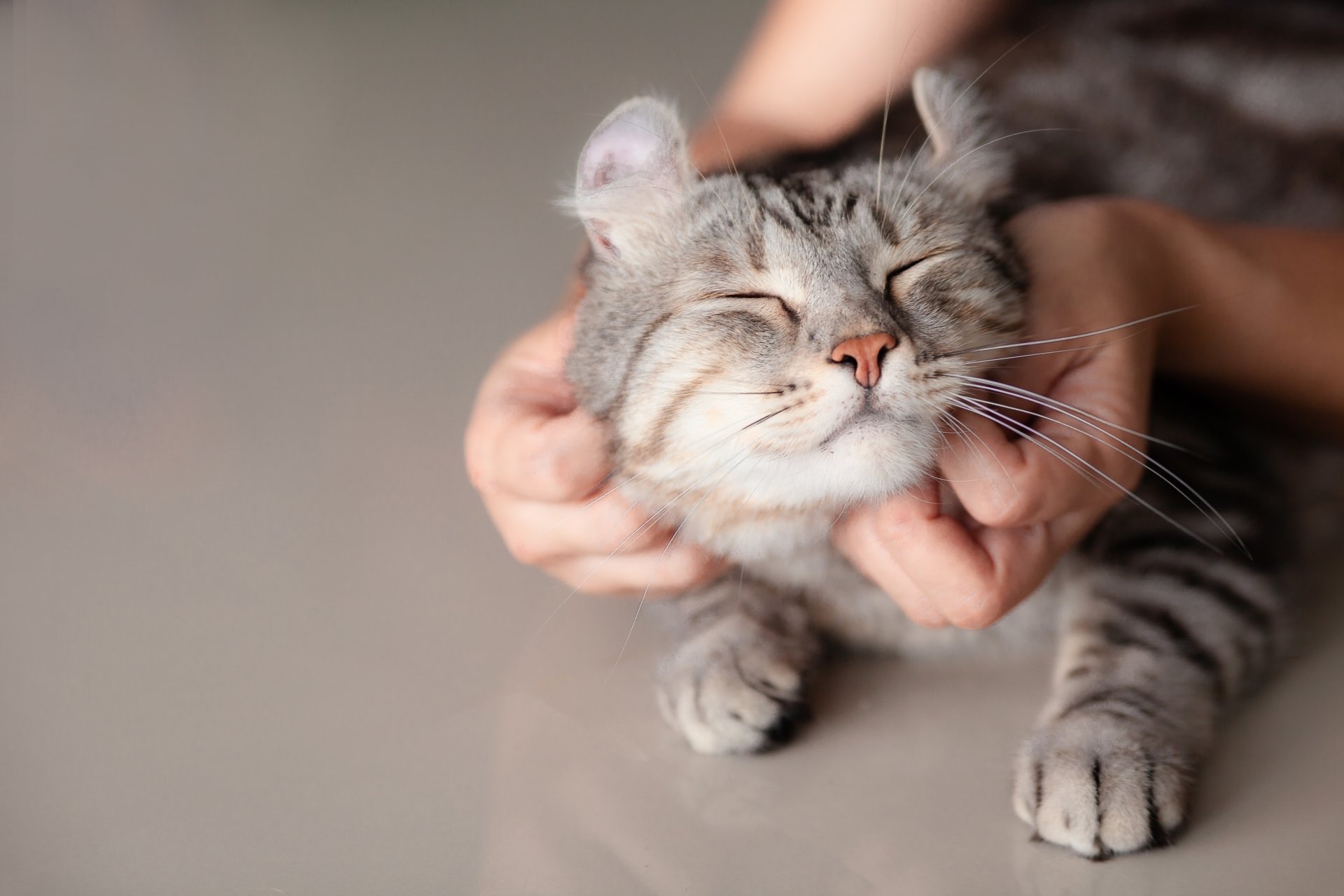 4K Ultra HD Bliss: Serene Cat Moments | 5616x3744 | Wallpaper Abyss