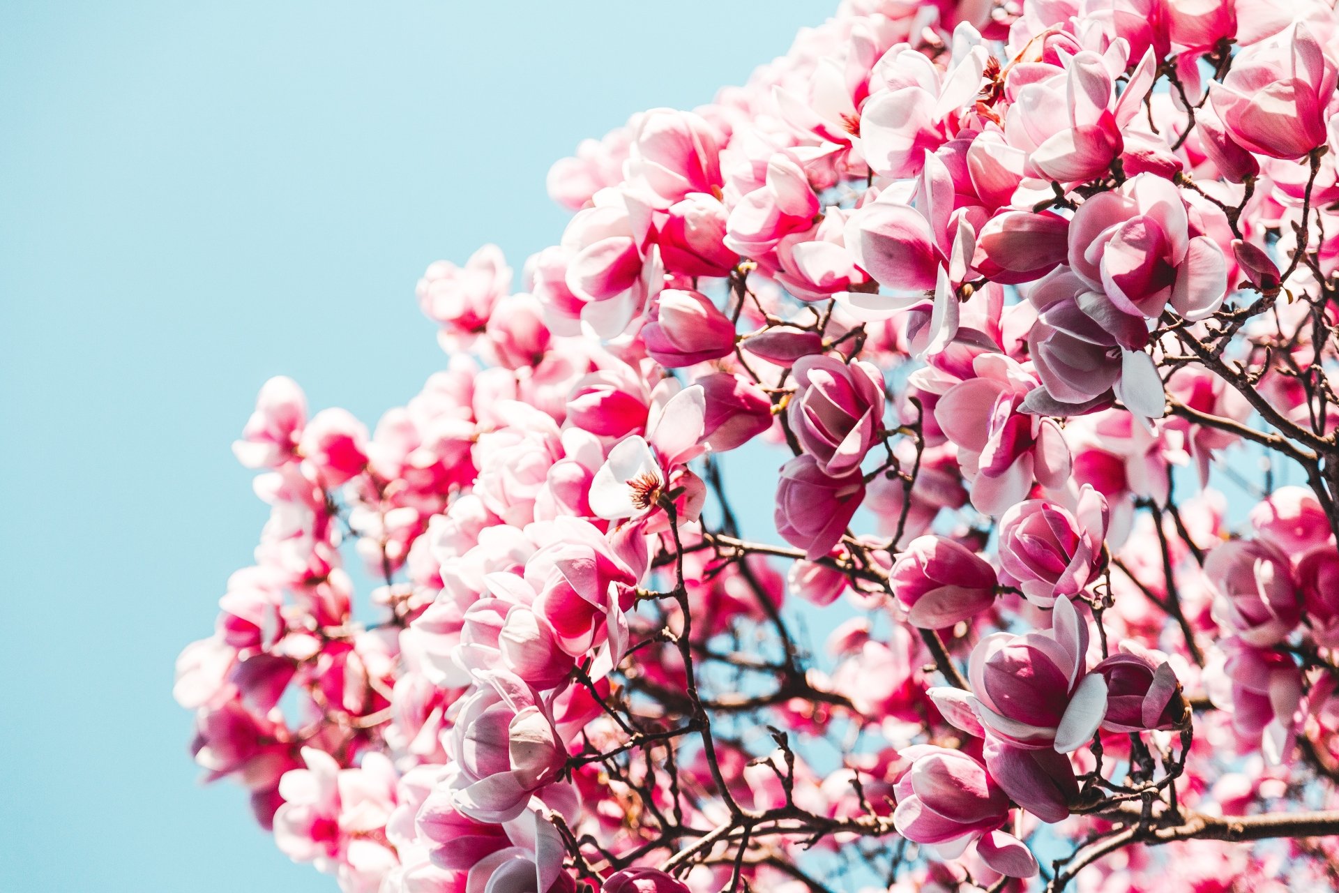 Download Pink Flower Spring Flower Nature Blossom 4k Ultra HD Wallpaper