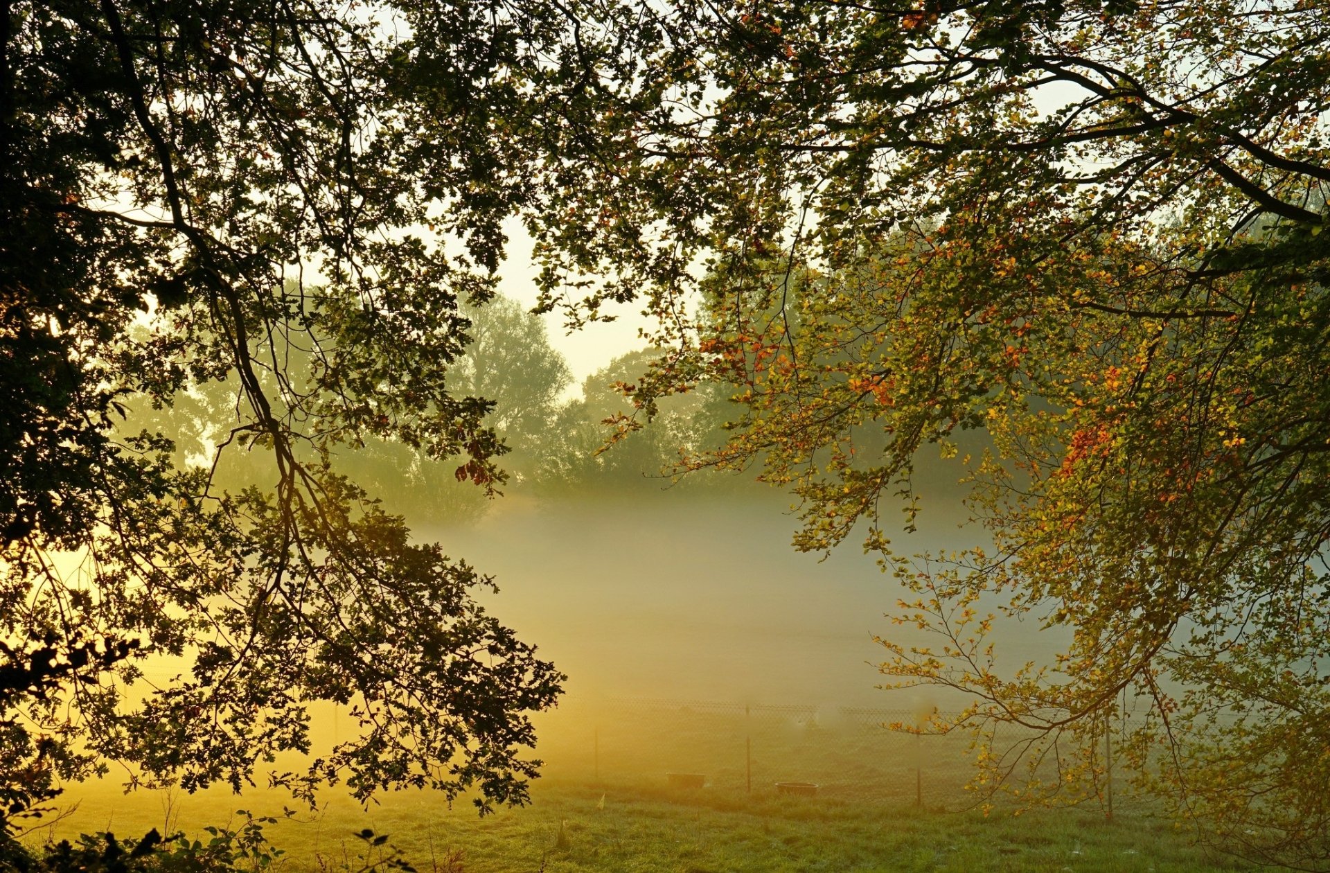 Enchanted Morning Fog: HD Nature Serenity Wallpaper