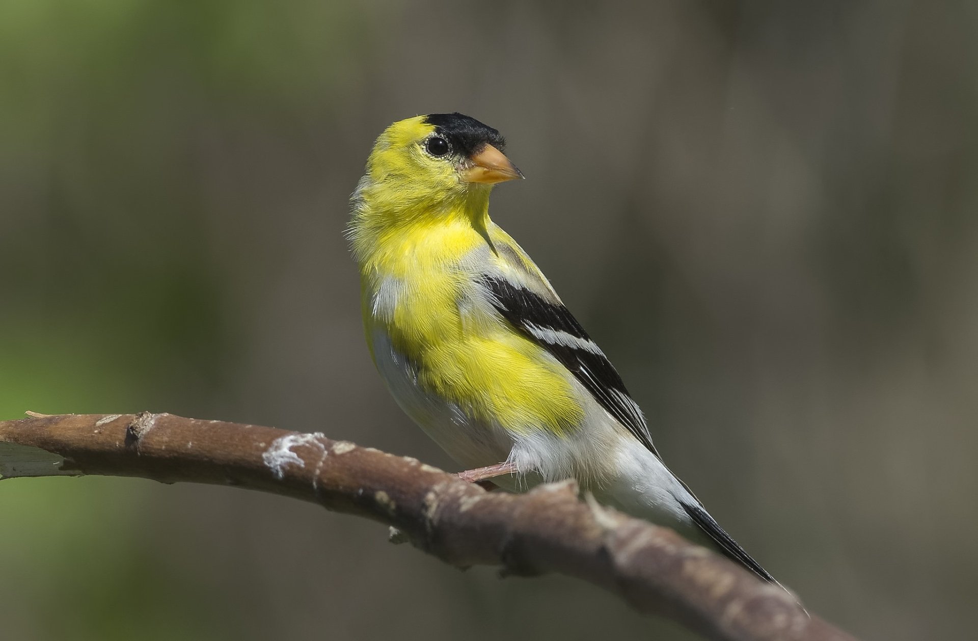 Download American Goldfinch Bird Animal Goldfinch HD Wallpaper