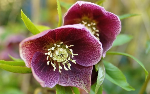 [10+] Hellebore Wallpapers