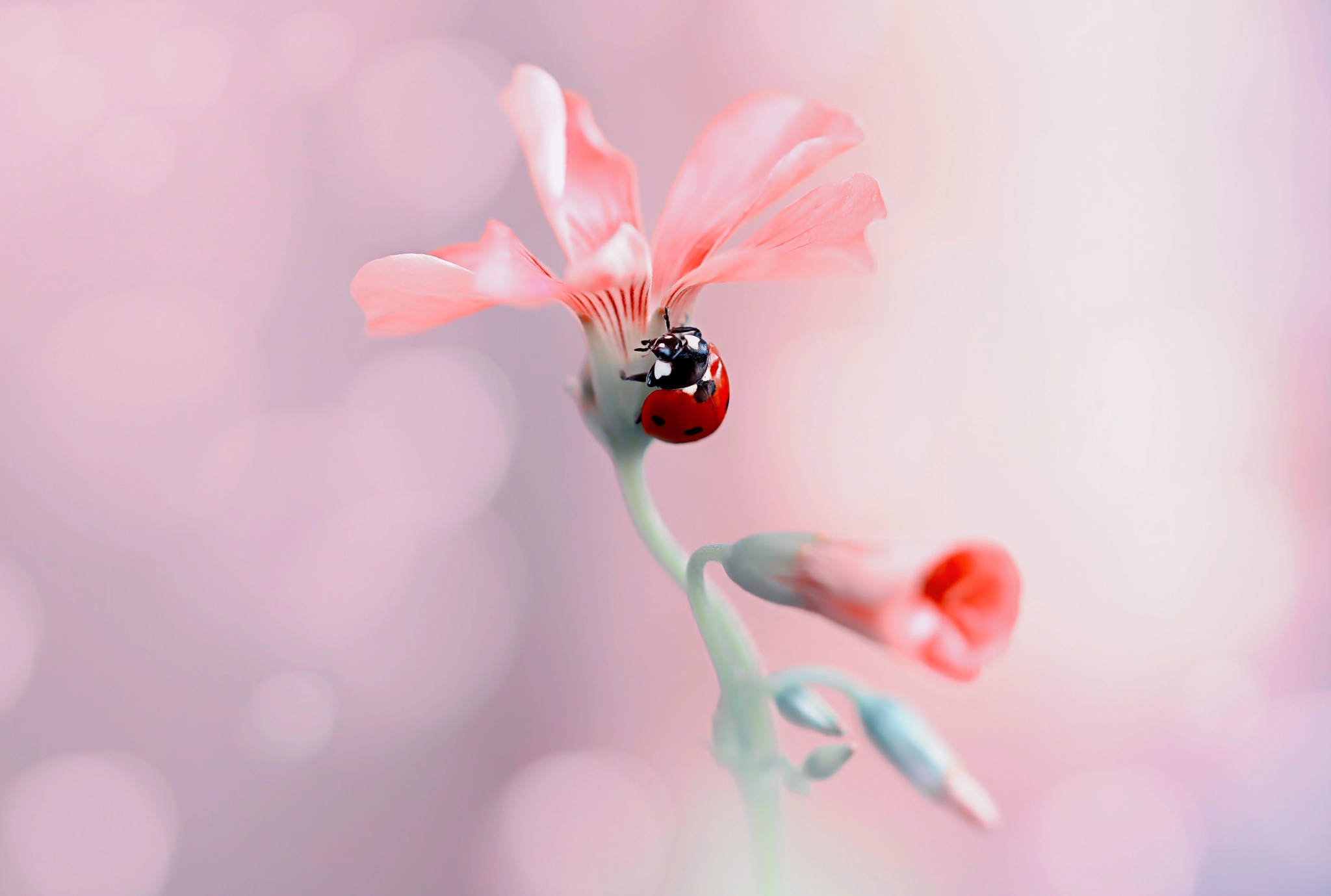 Download Flower Macro Insect Animal Ladybug HD Wallpaper