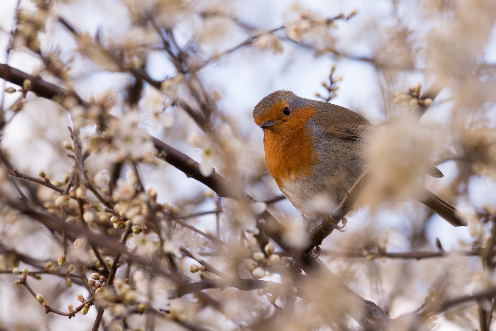 Download Bird Animal Robin HD Wallpaper