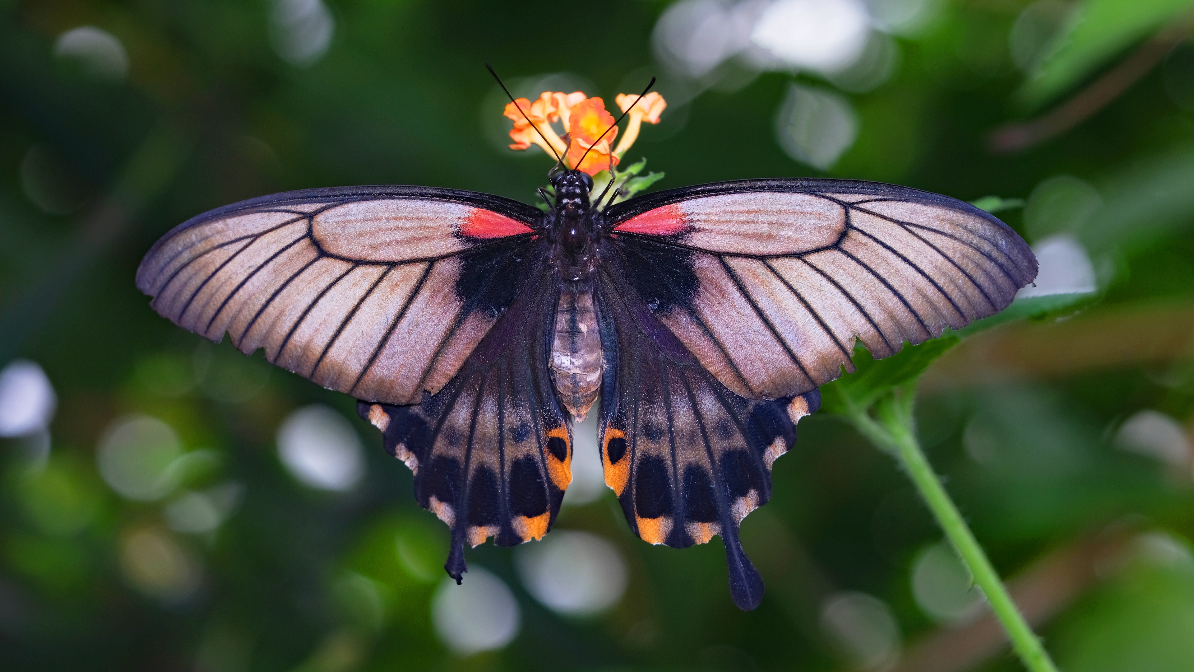 Download Bokeh Macro Insect Animal Butterfly 4k Ultra HD Wallpaper