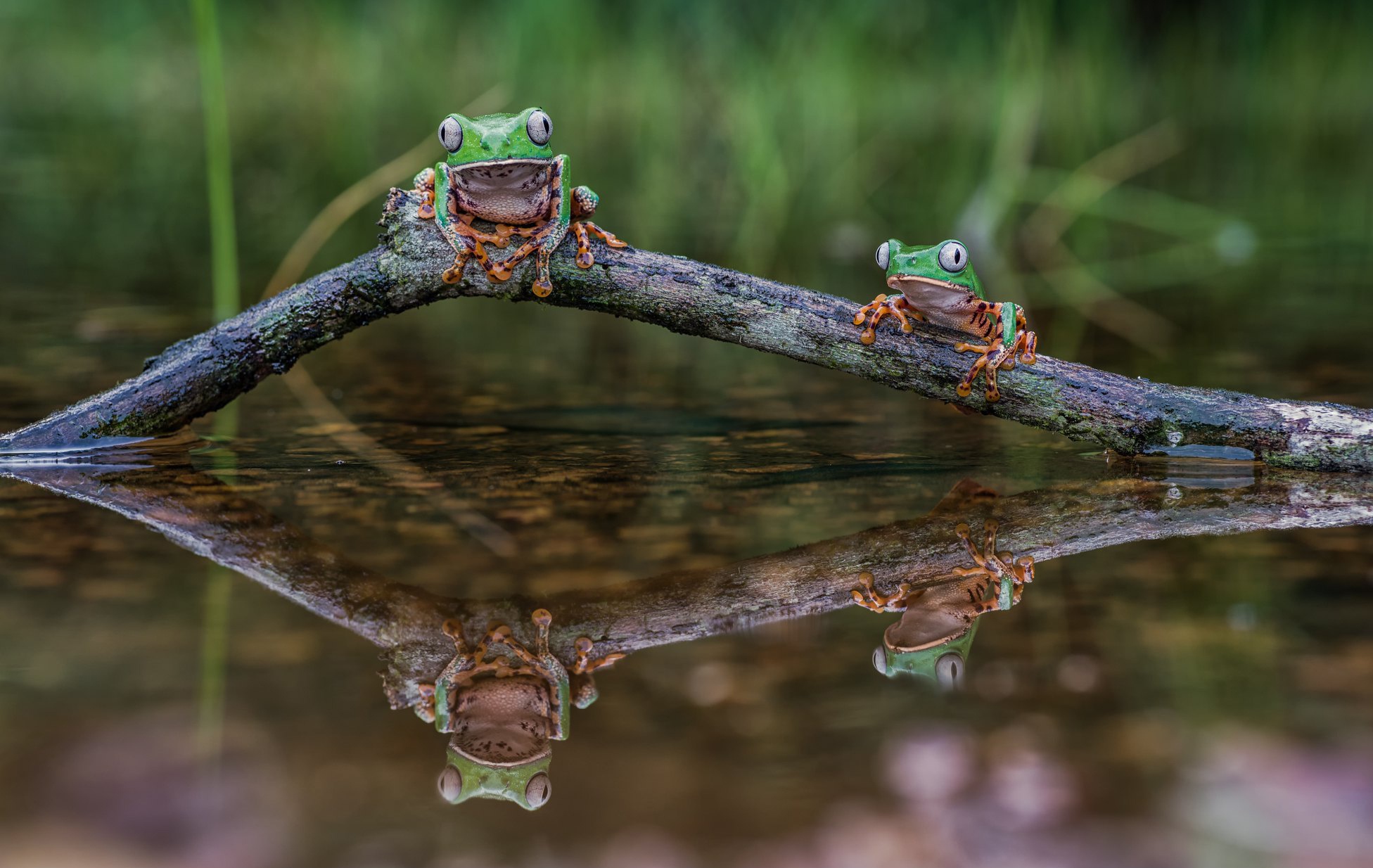 Download Reflection Amphibian Animal Frog HD Wallpaper