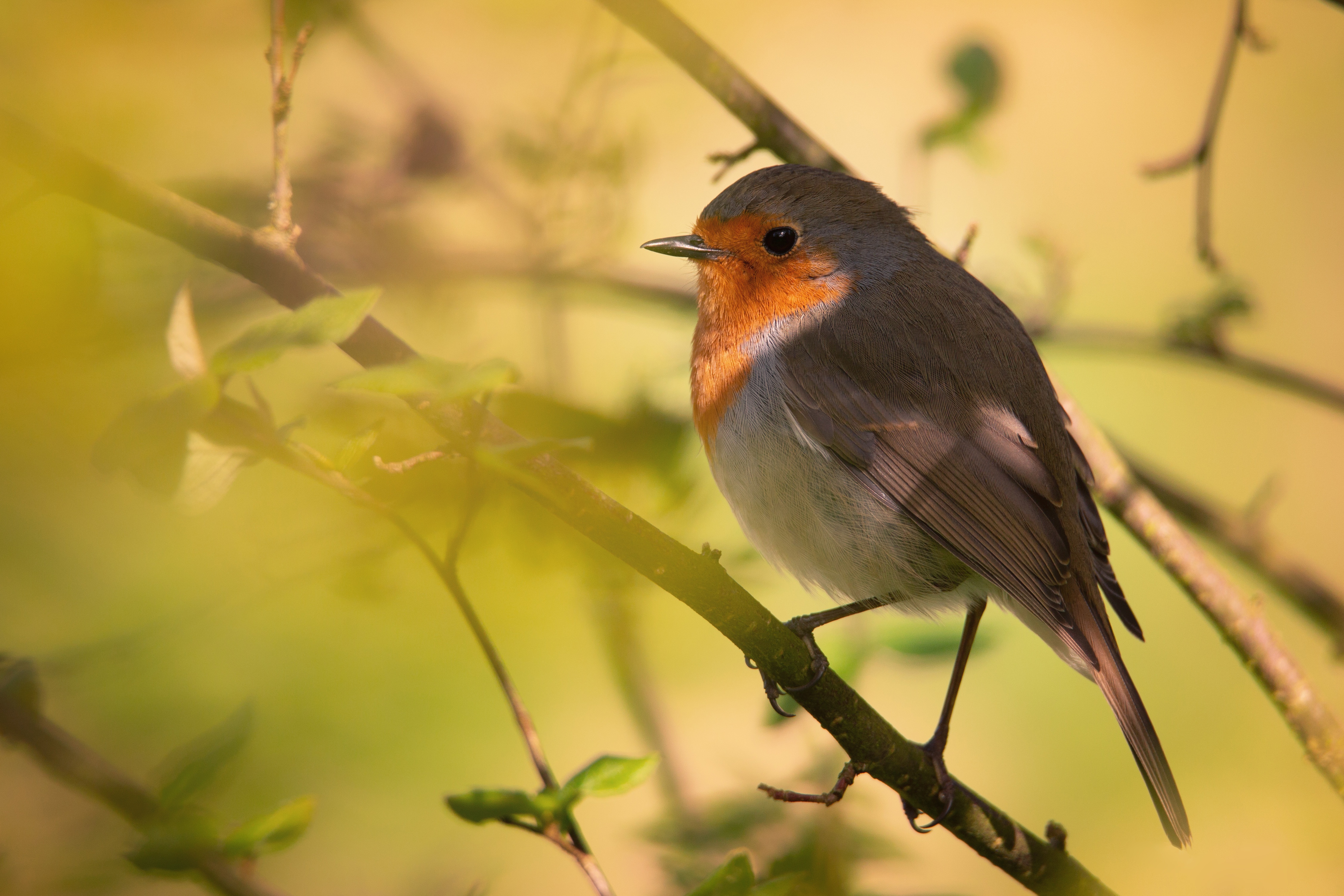 Download Bird Animal Robin 4k Ultra HD Wallpaper