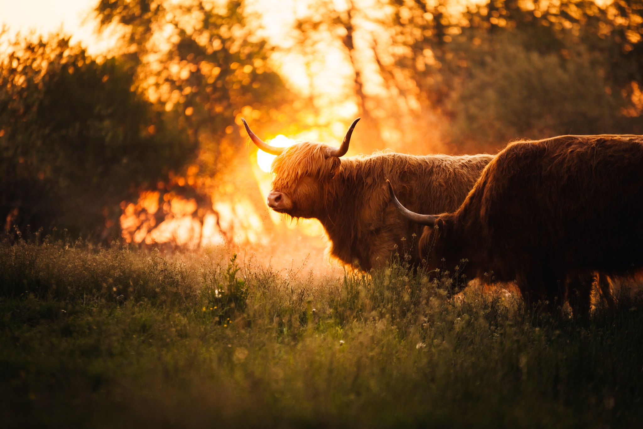Download Sunbeam Animal Cow HD Wallpaper
