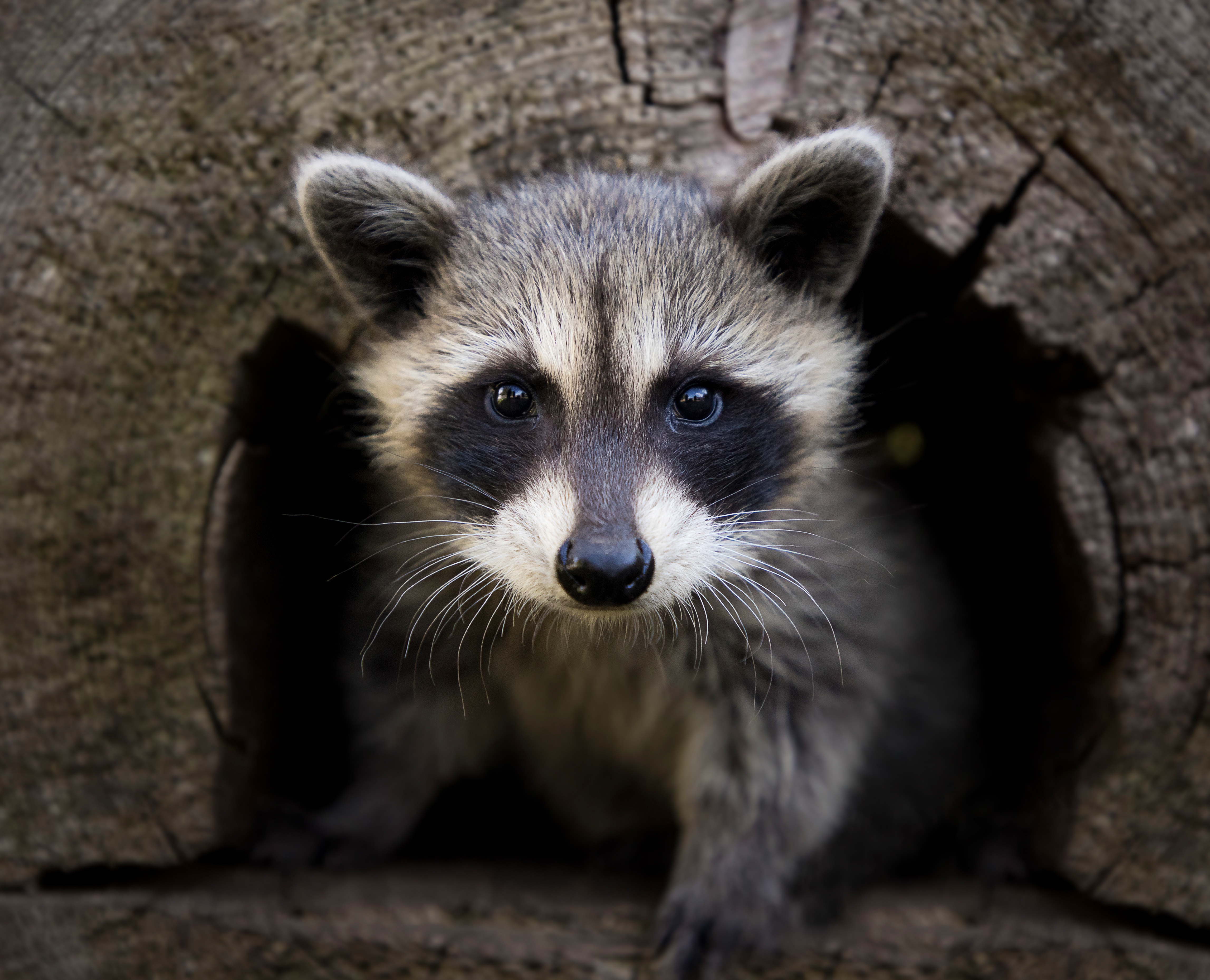 Download Animal Raccoon 4k Ultra HD Wallpaper