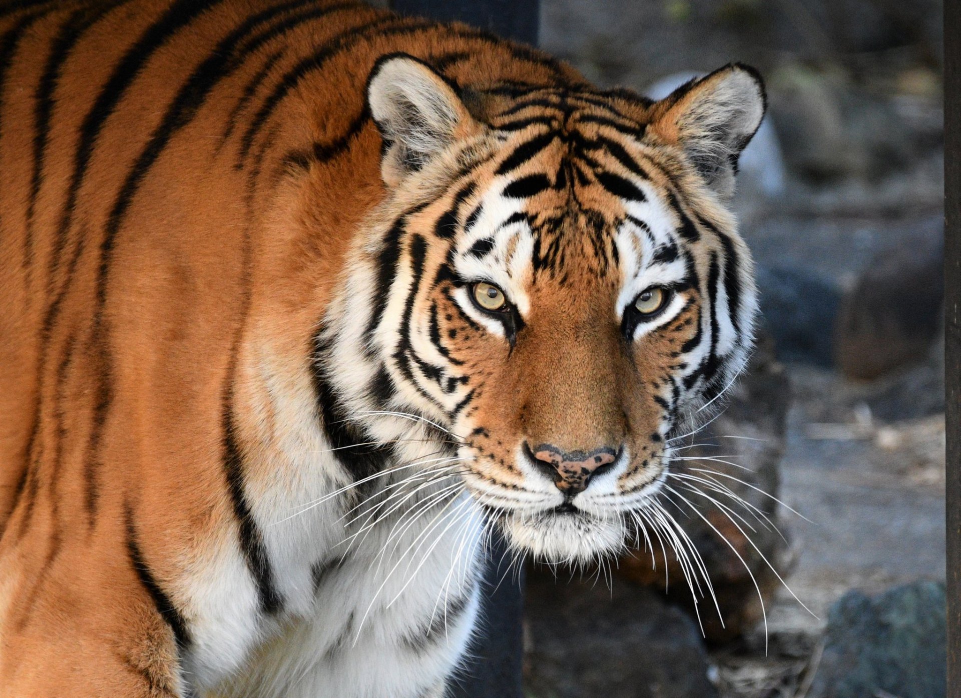 Download Stare Animal Tiger HD Wallpaper | 2048x1488 | Wallpaper Abyss