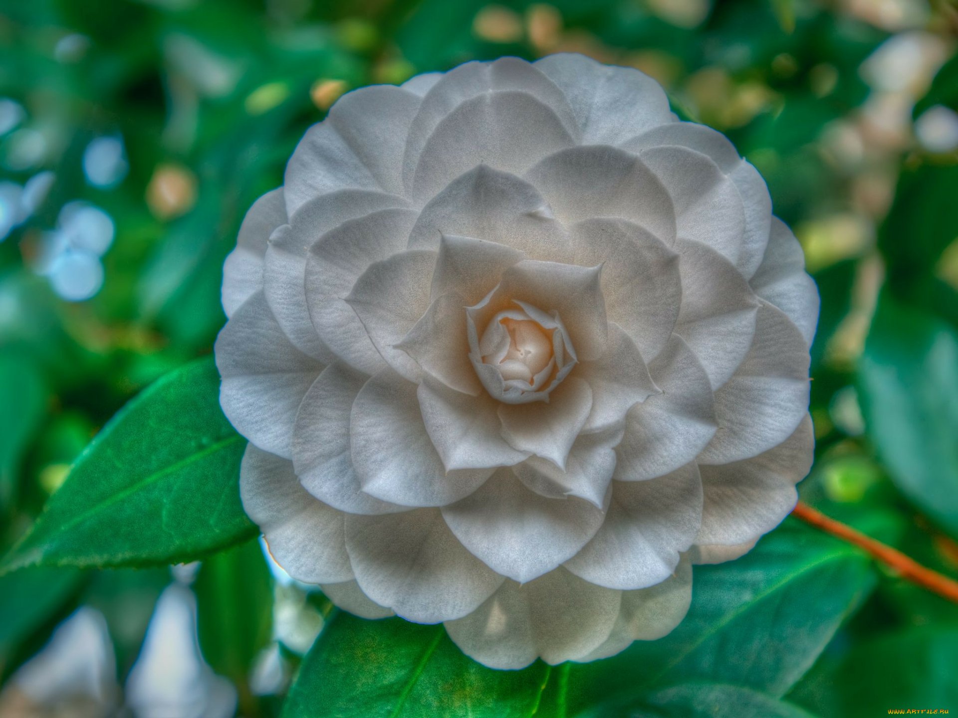 Download White Flower Close-up Flower Nature Camellia HD Wallpaper ...