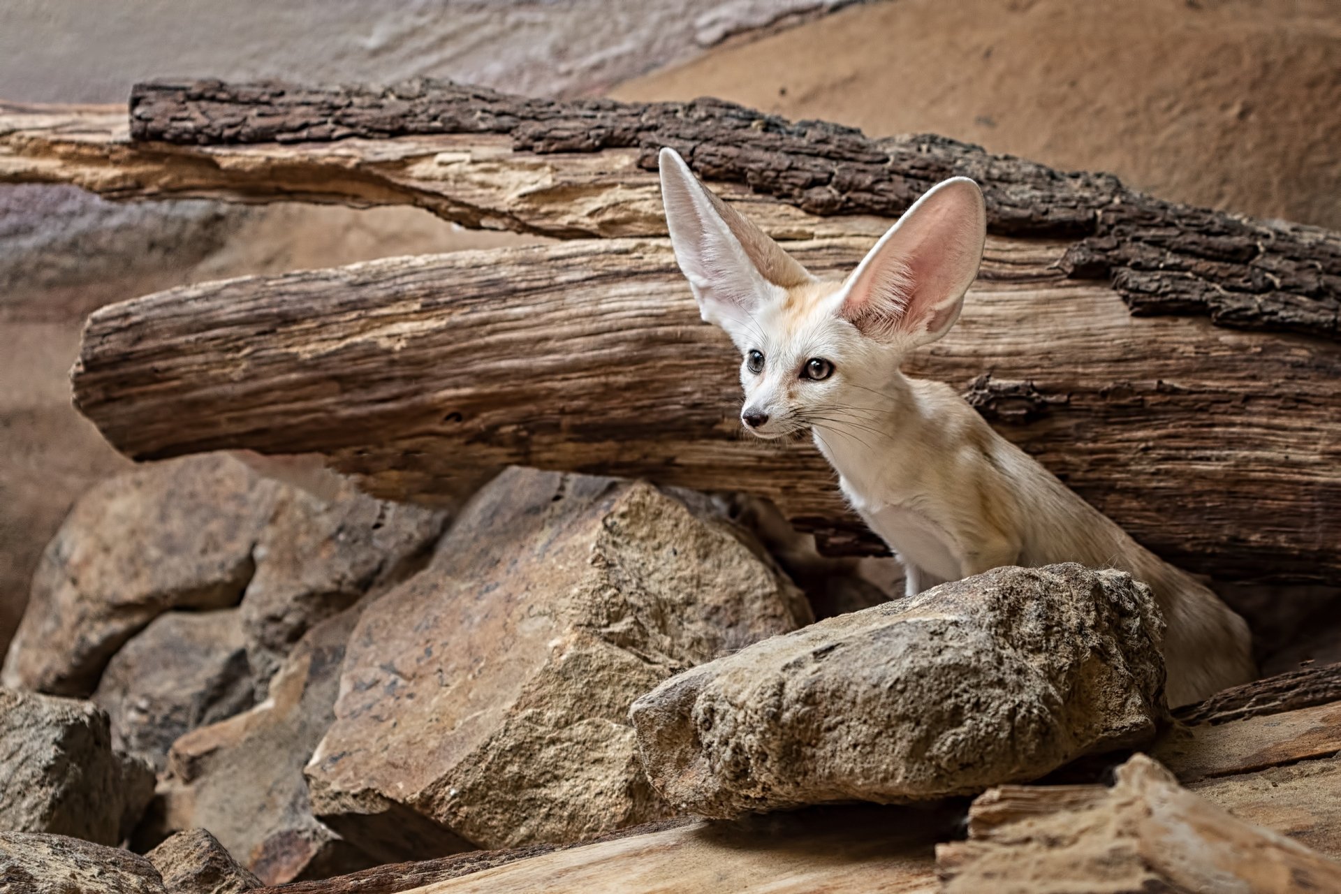 Download Animal Fennec Fox HD Wallpaper