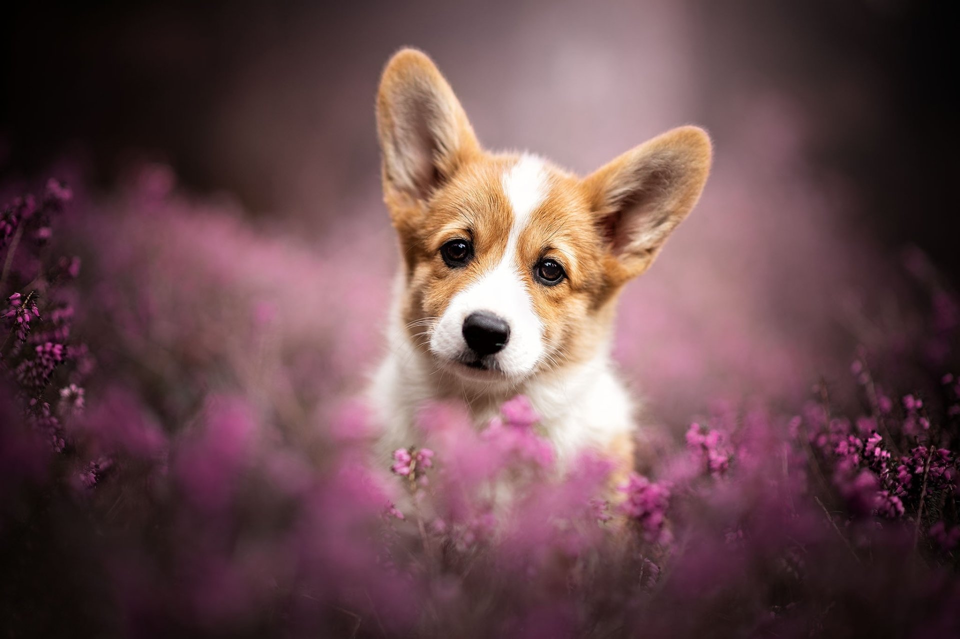 Download Flower Puppy Baby Animal Dog Animal Corgi HD Wallpaper