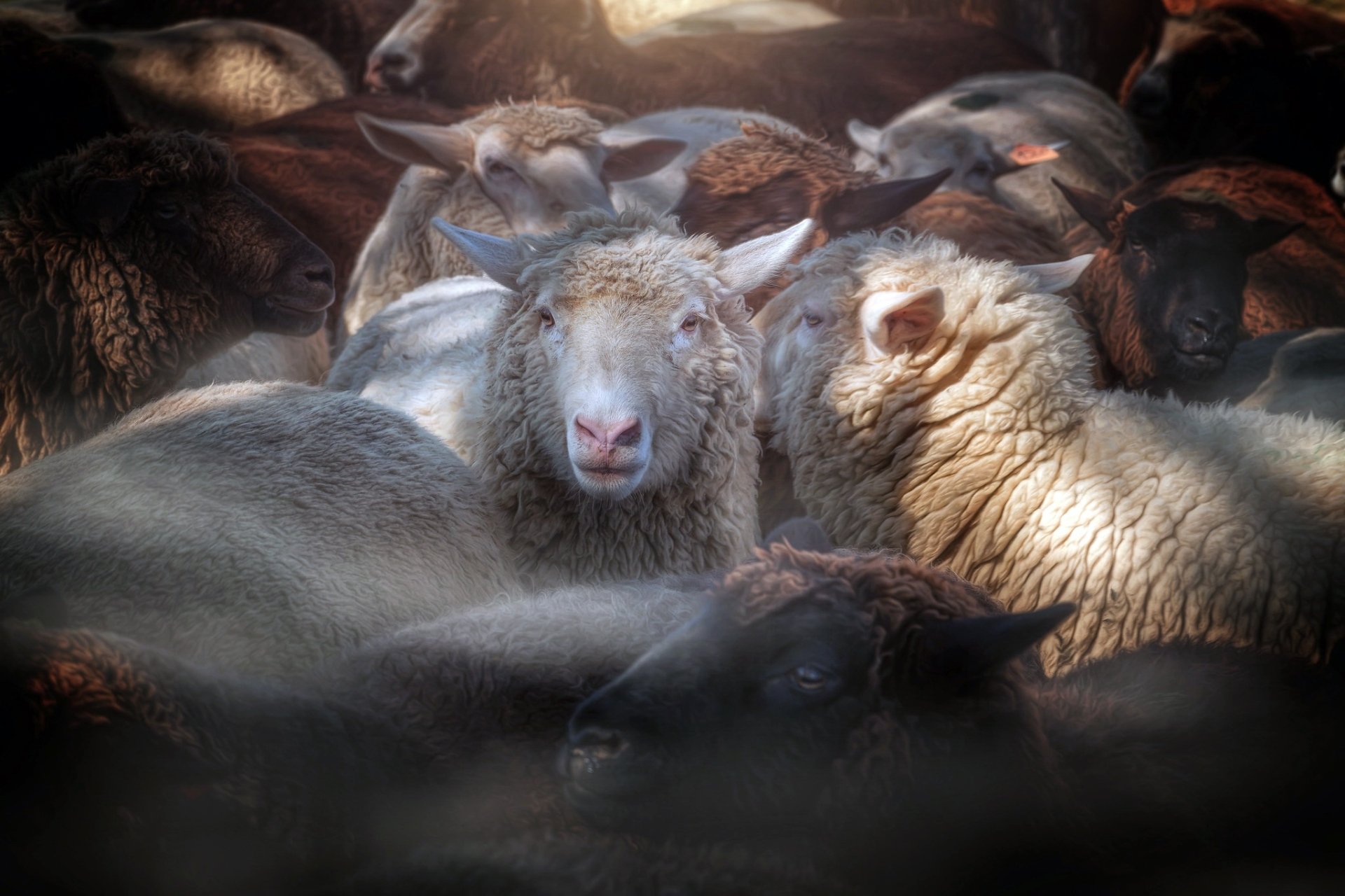 Download Animal Sheep HD Wallpaper