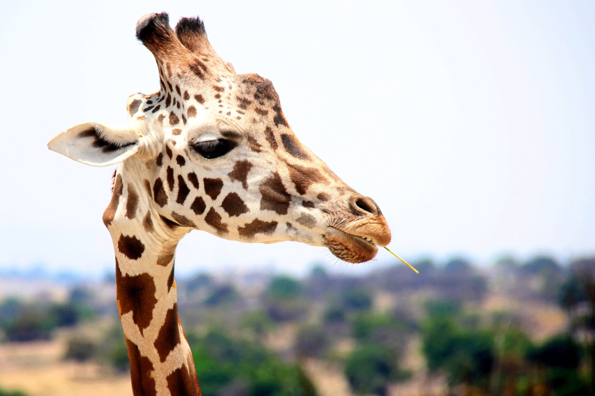 Download Animal Giraffe HD Wallpaper