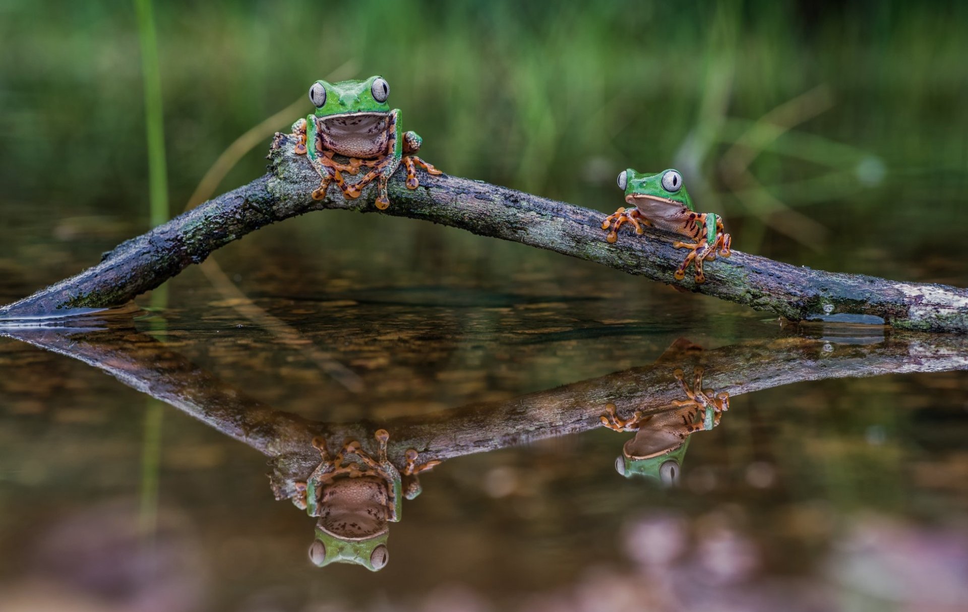Download Reflection Amphibian Animal Frog HD Wallpaper