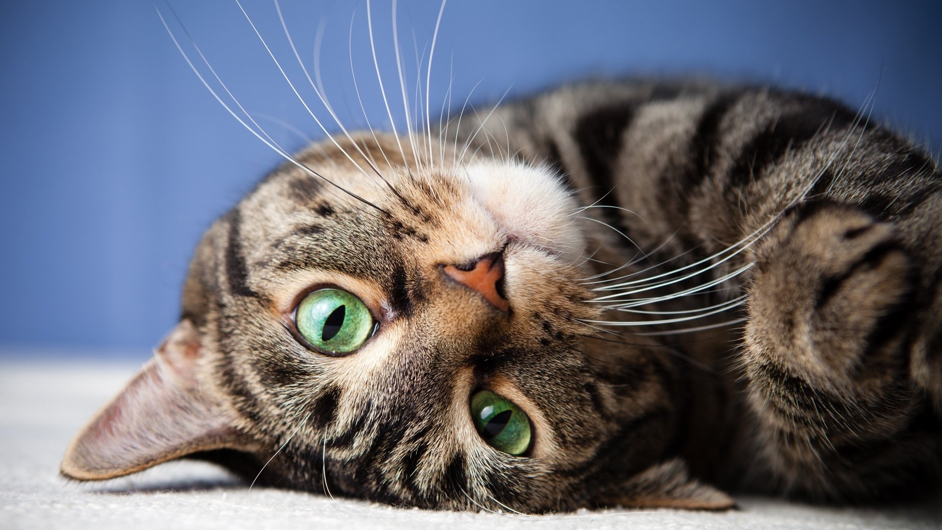 4K Ultra HD Cute Cat with Mesmerizing Green Eyes Wallpaper
