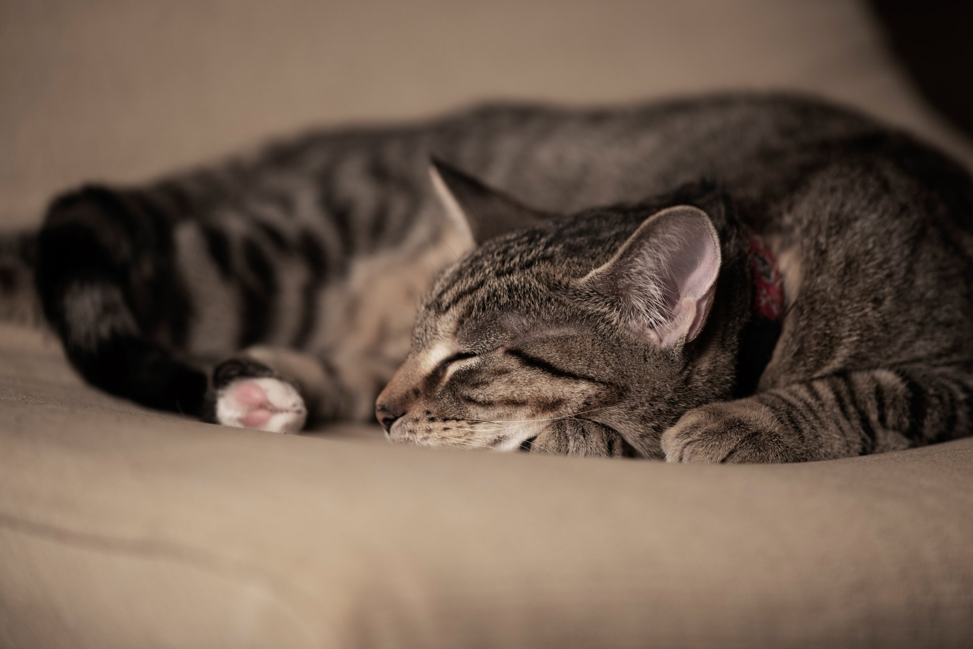 Download Sleeping Animal Cat 4k Ultra HD Wallpaper | 7269x4846 ...