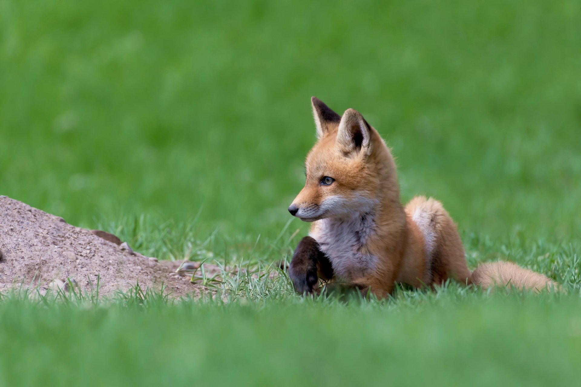 Little Fox Hd Nature