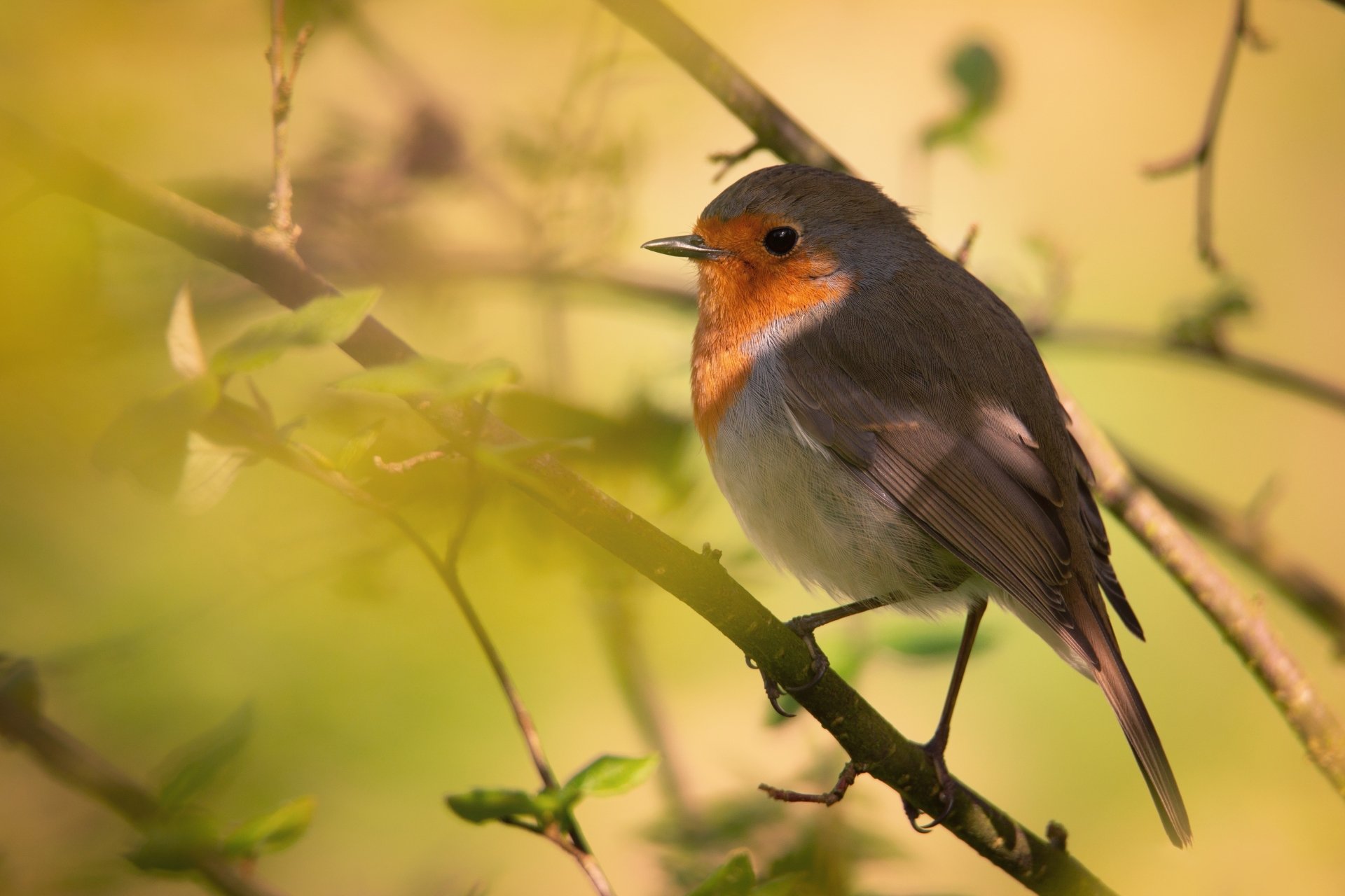 Download Bird Animal Robin 4k Ultra HD Wallpaper