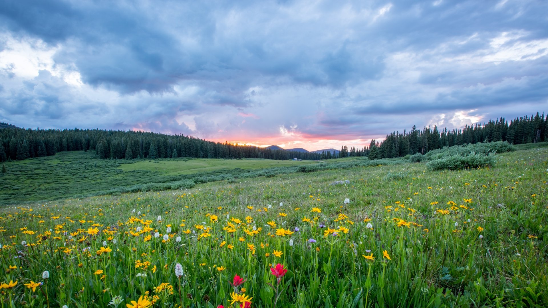 4K Ultra HD Blooming Meadow Under Majestic Clouds - Nature’s Serene ...