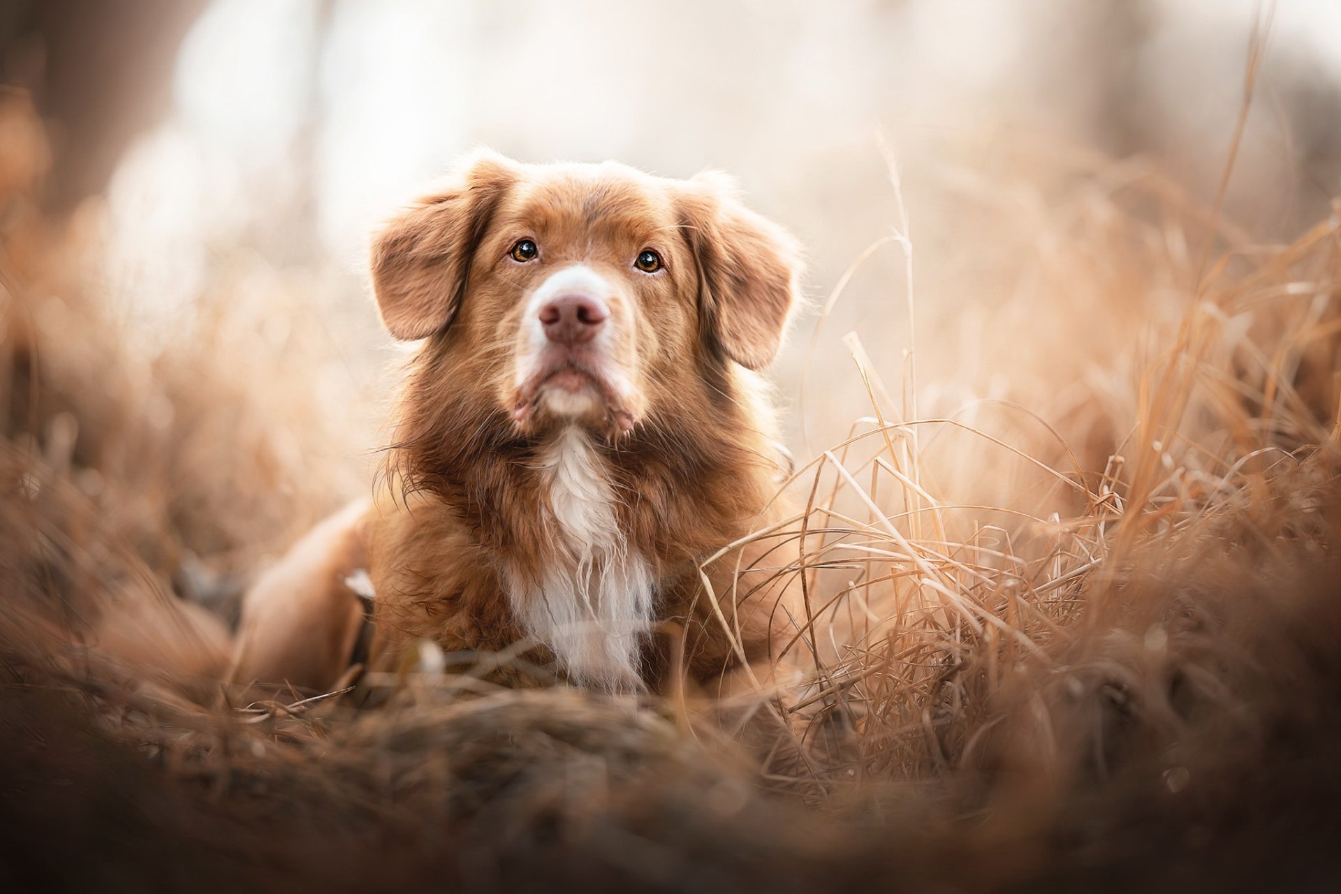 Download Dog Animal Nova Scotia Duck Tolling Retriever HD Wallpaper