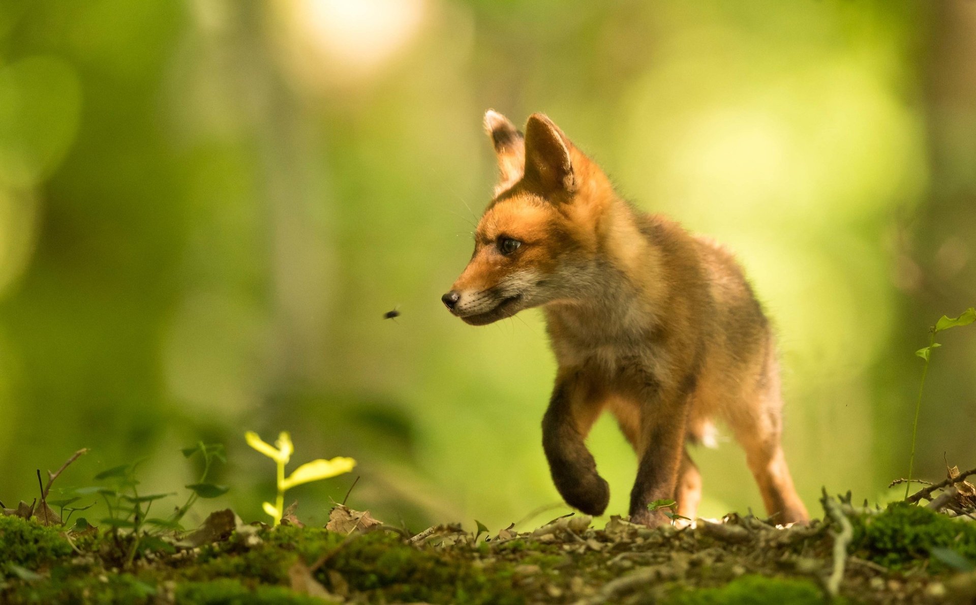 Little Fox Hd Nature
