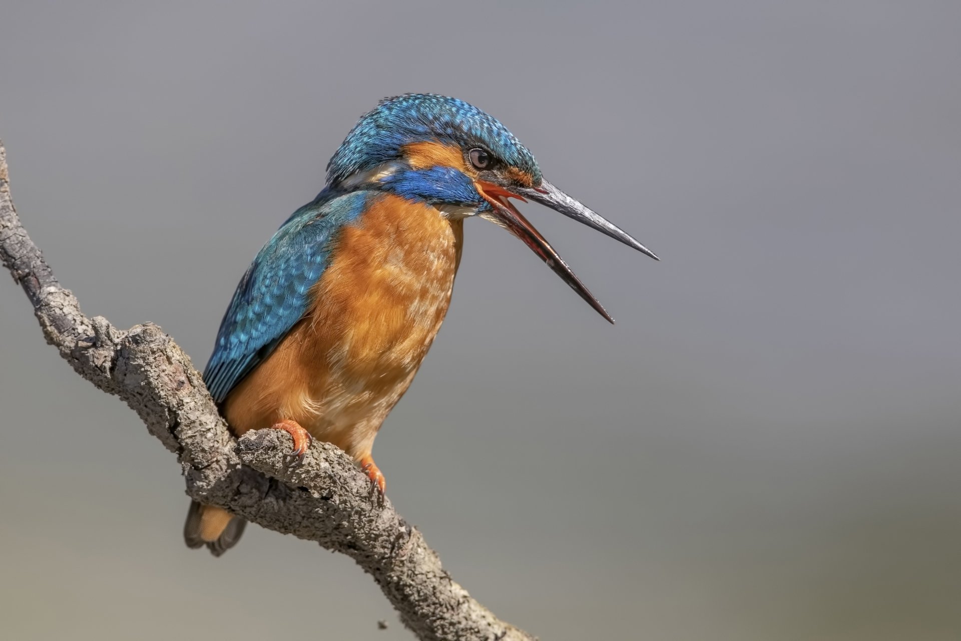 Common (Eurasian) (Small Blue) Kingfisher - alcedo atthis