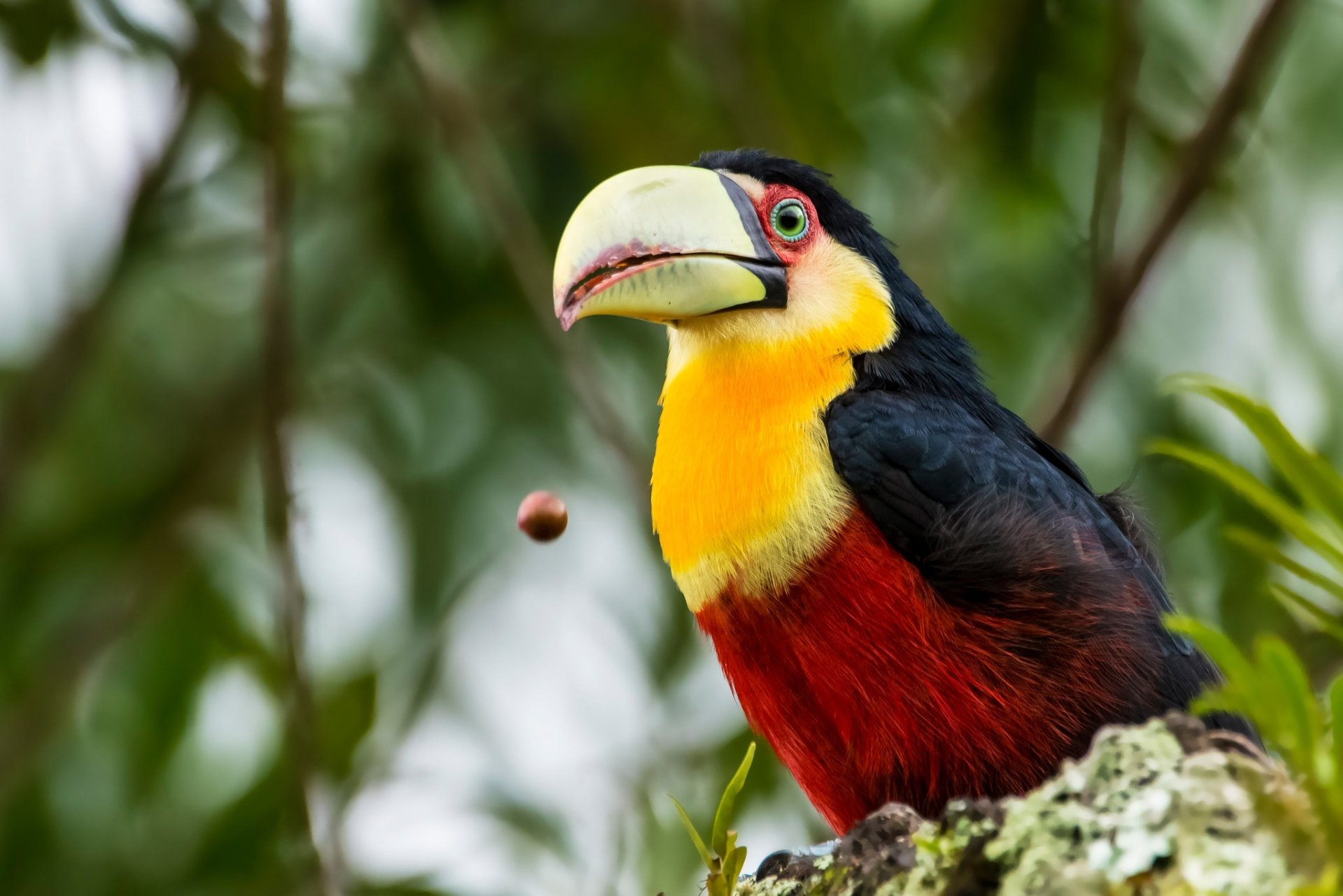 Animal Toucan HD Wallpaper