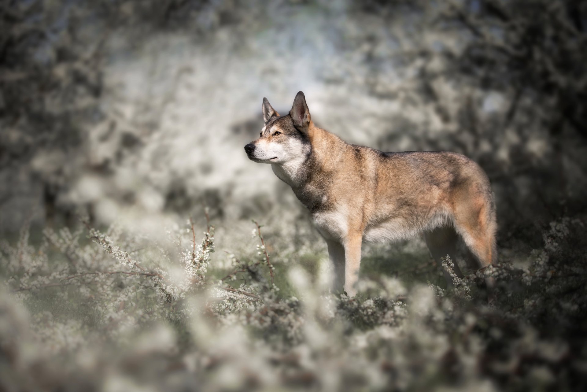 Lone Wolf in Mist — 5K Ultra HD Wildlife Wallpaper | 5652x3773 ...