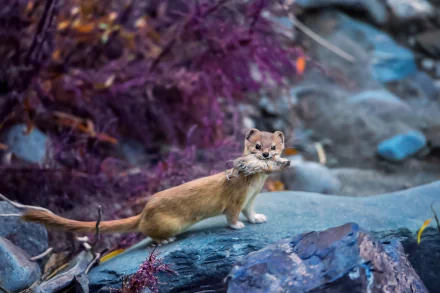 Weasel - Desktop Wallpapers, Phone Wallpaper, PFP, Gifs, and More!