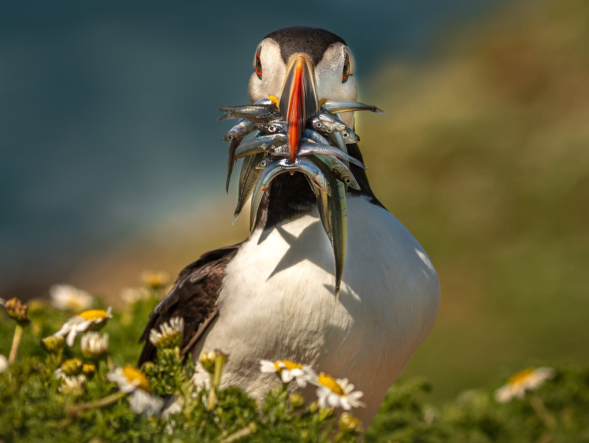 Puffin HD Wallpaper