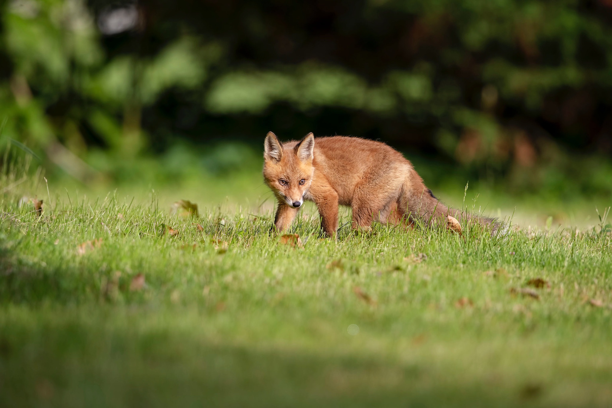 Majestic Fox in Natural Habitat – HD Wildlife Wallpaper