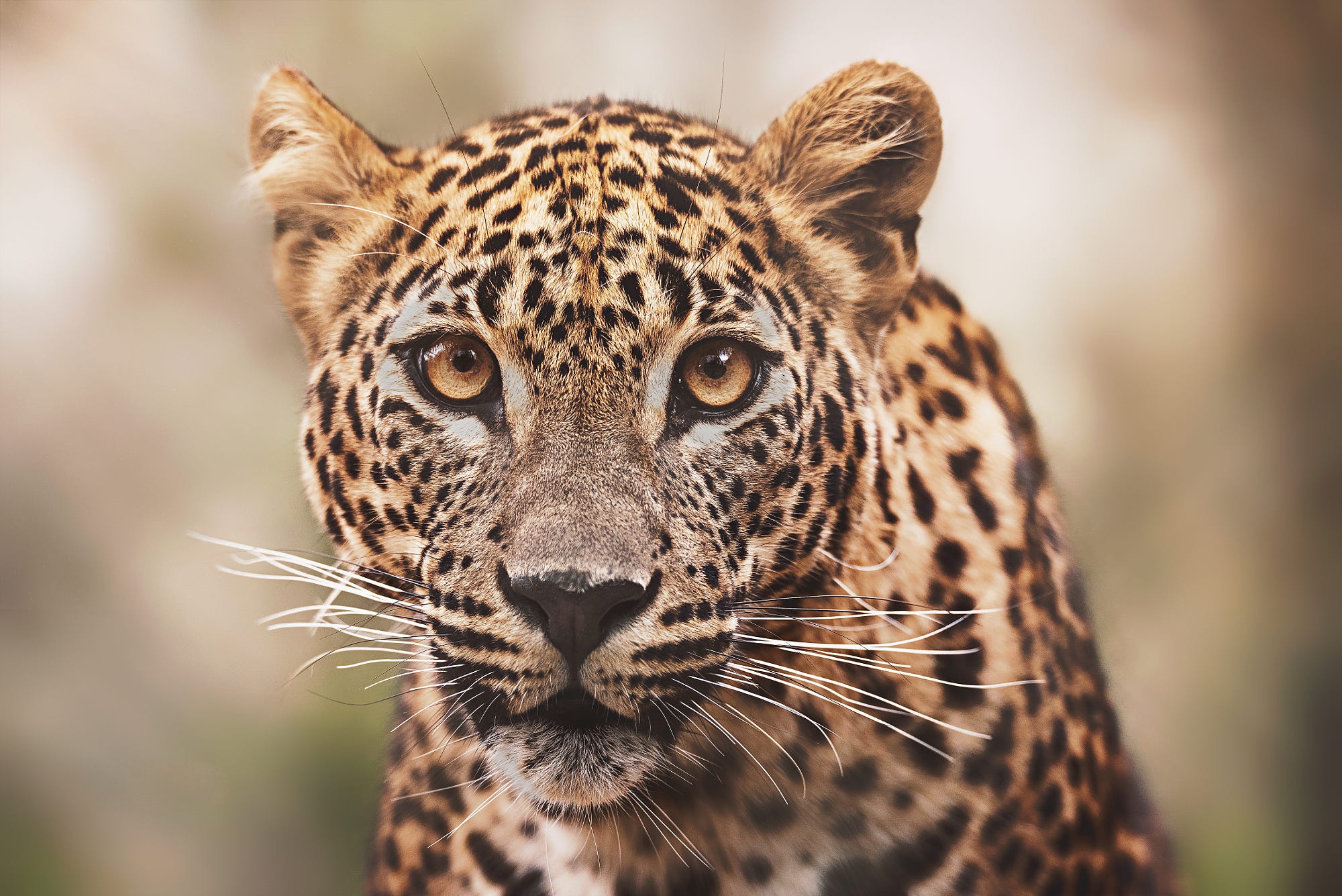 Download Animal Leopard HD Wallpaper