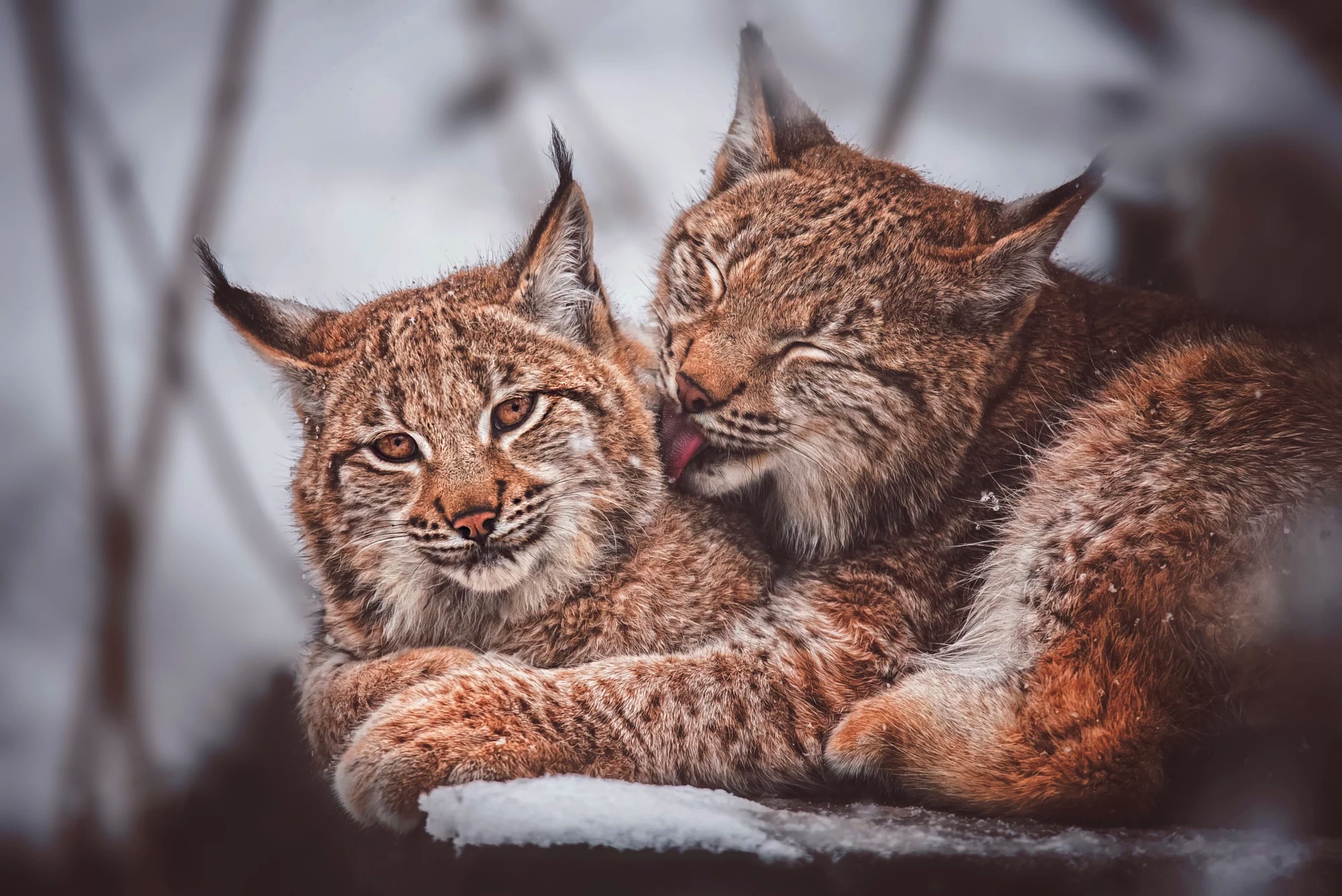 Download Animal Lynx HD Wallpaper