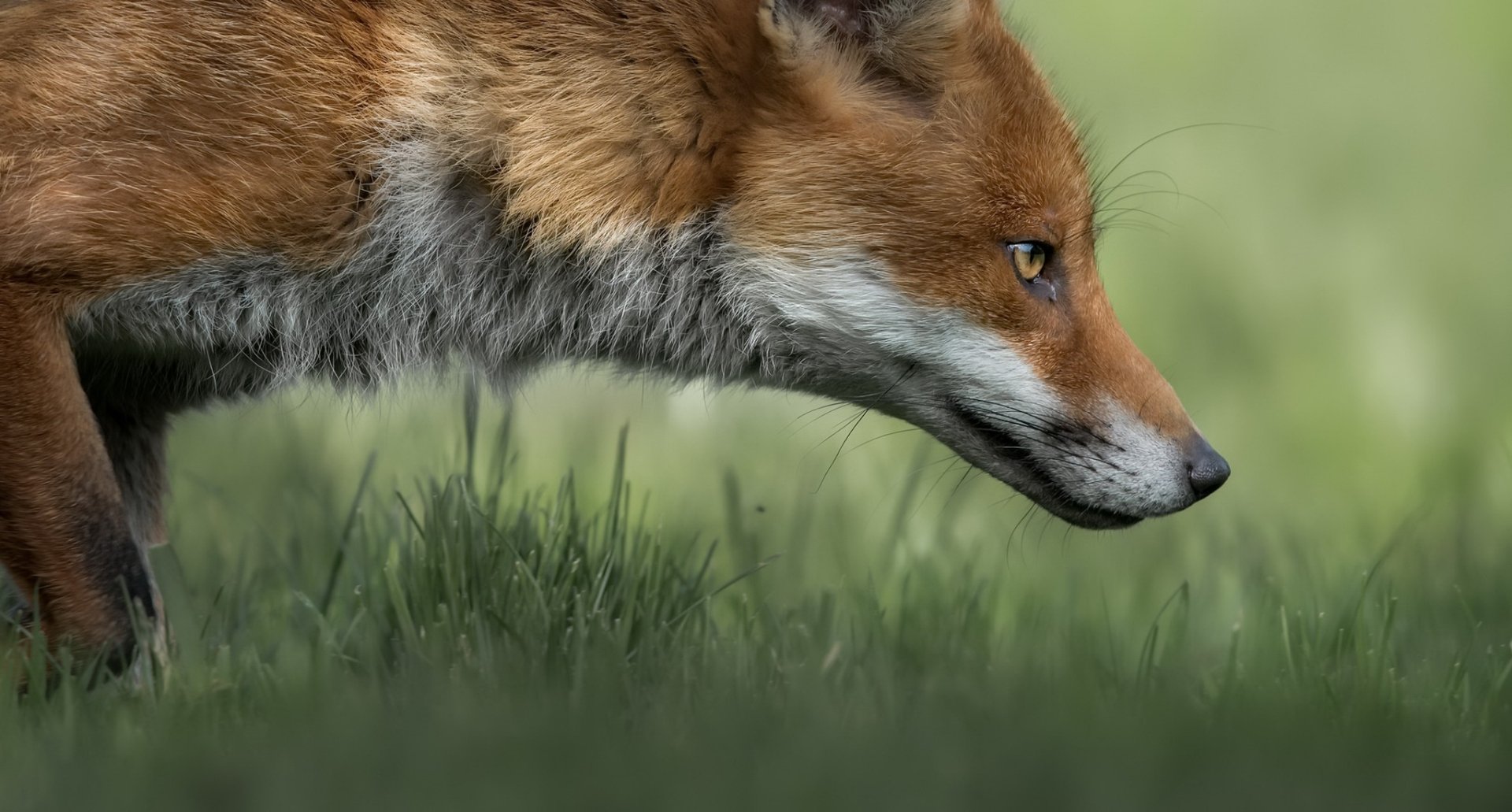 Download Animal Fox HD Wallpaper