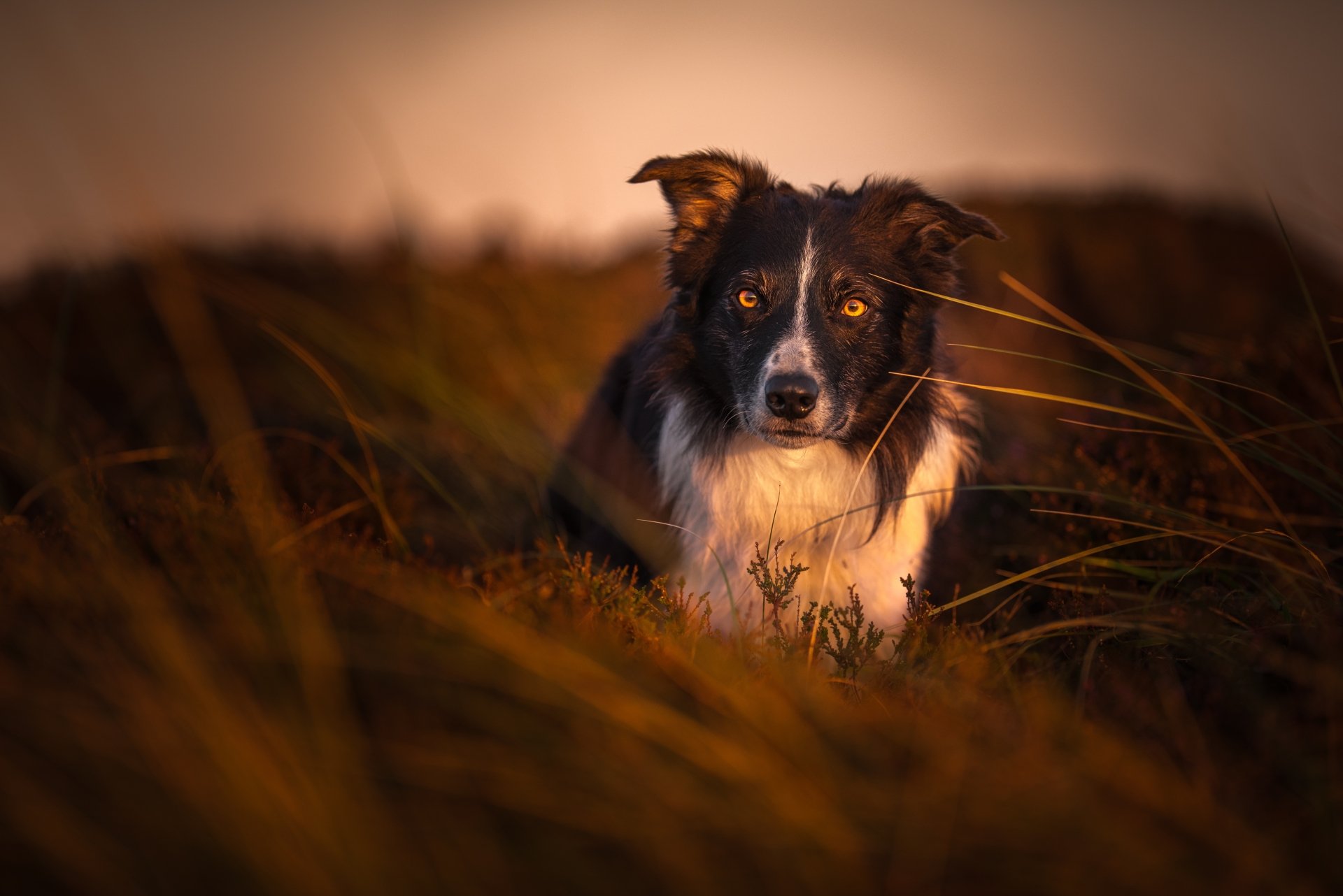Download Dog Animal Border Collie 4k Ultra HD Wallpaper
