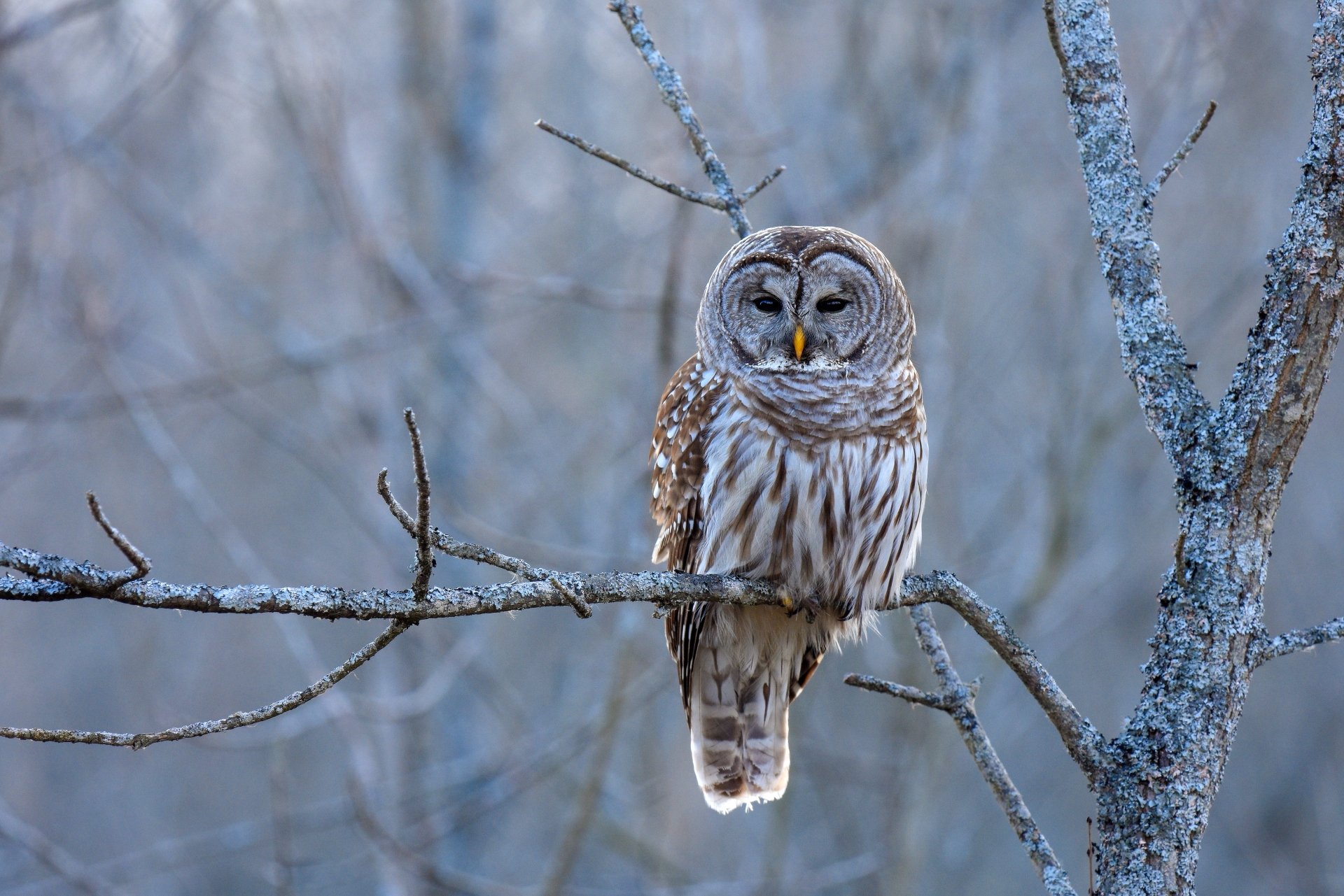 Download Bird Animal Owl 4k Ultra HD Wallpaper | 3840x2562 | Wallpaper ...