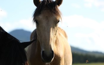 Download Animal Horse PFP