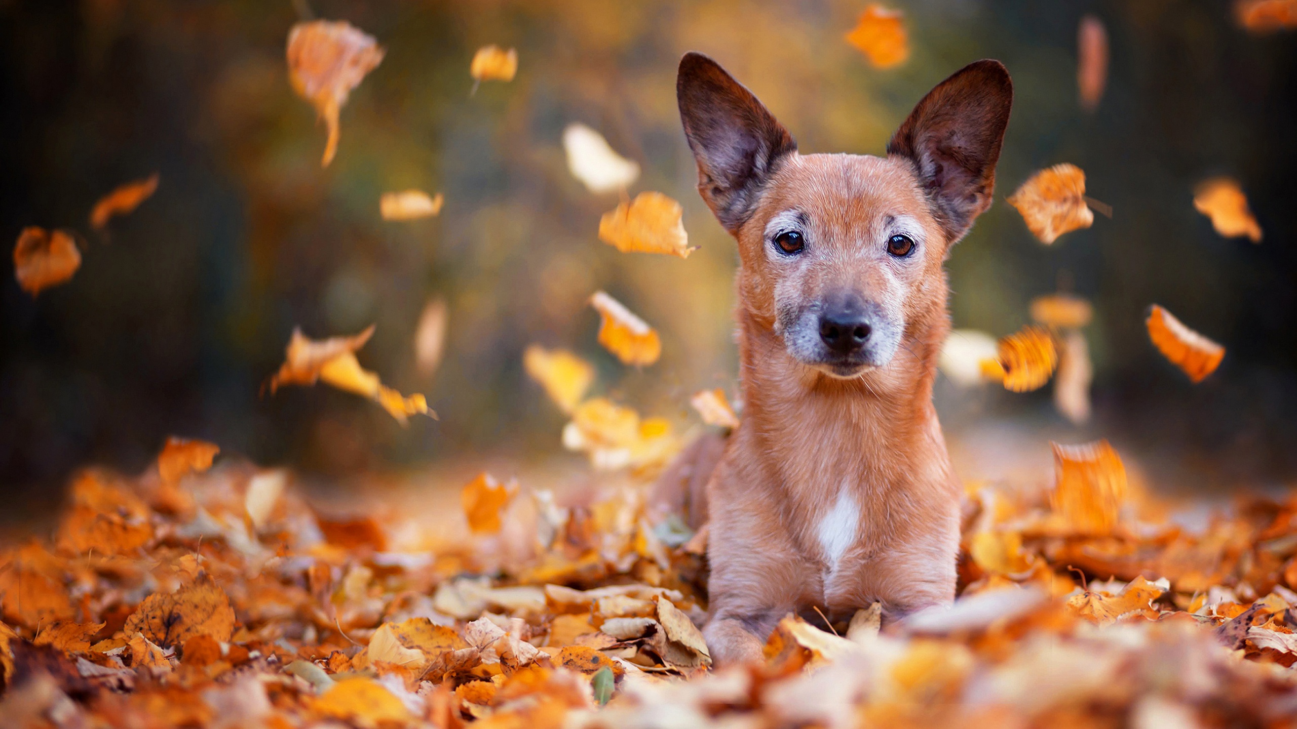 Download Wallpaper Dog Background
